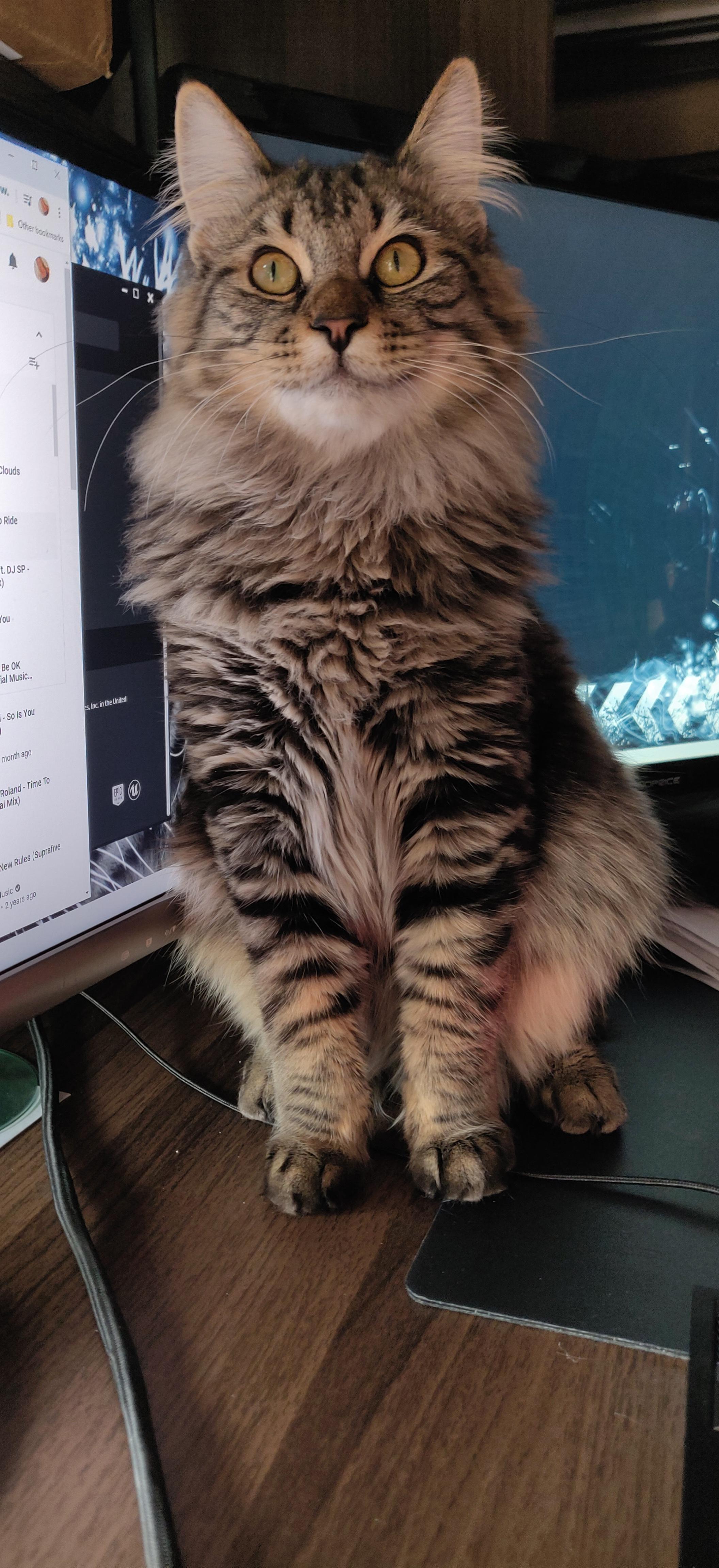 Loki ️ | Scrolller