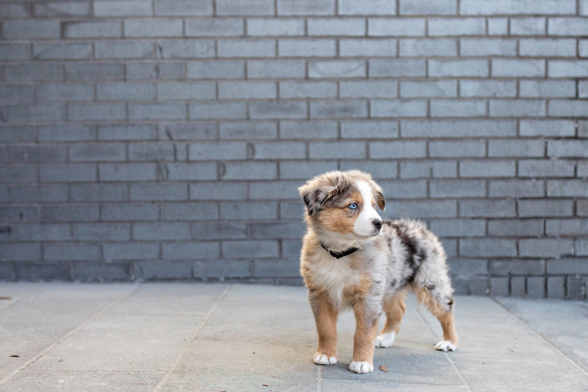 Loki's modeling debut! | Scrolller