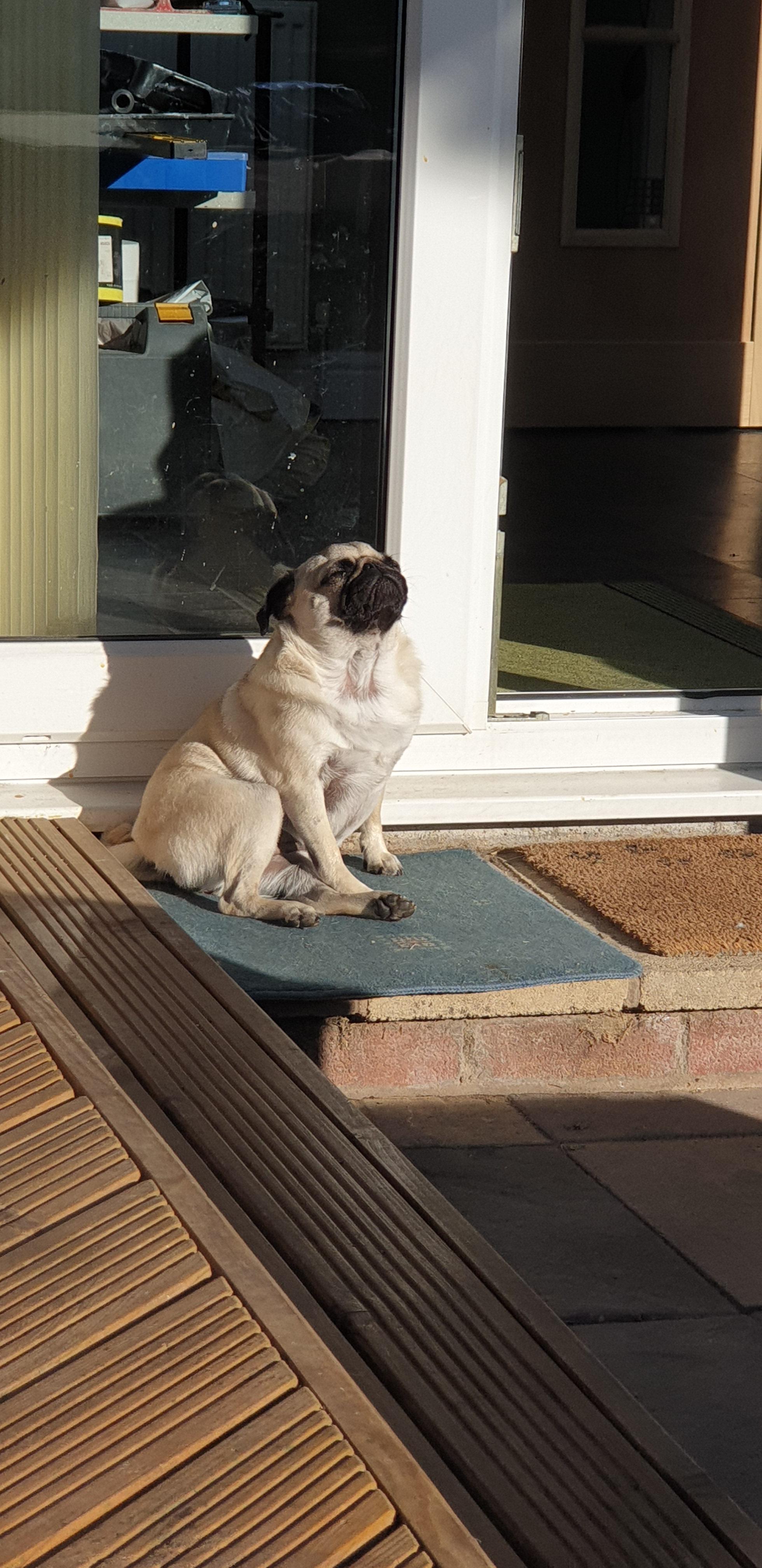 Lola soaking up the morning sun | Scrolller