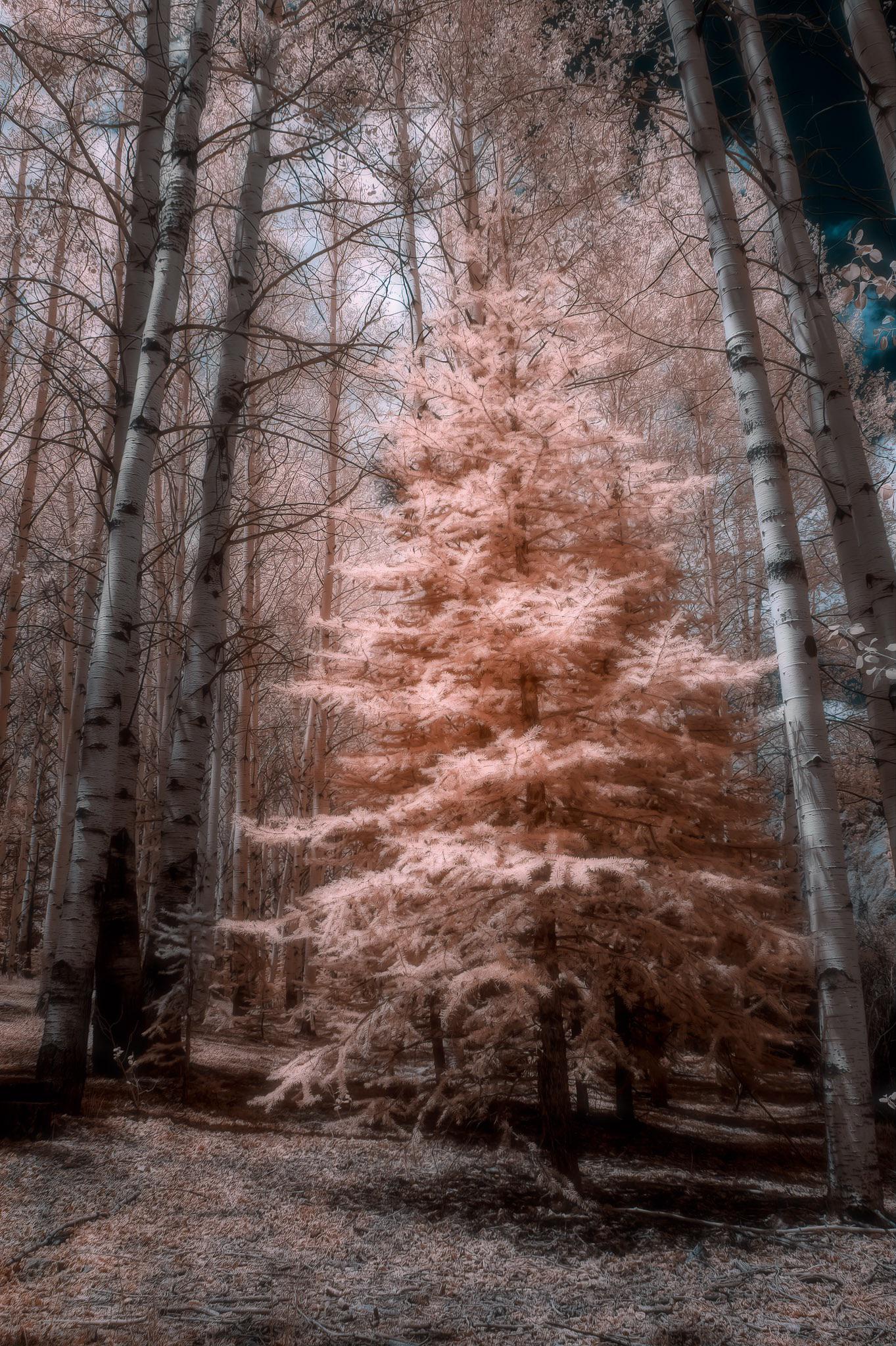 Lone Pine | Scrolller