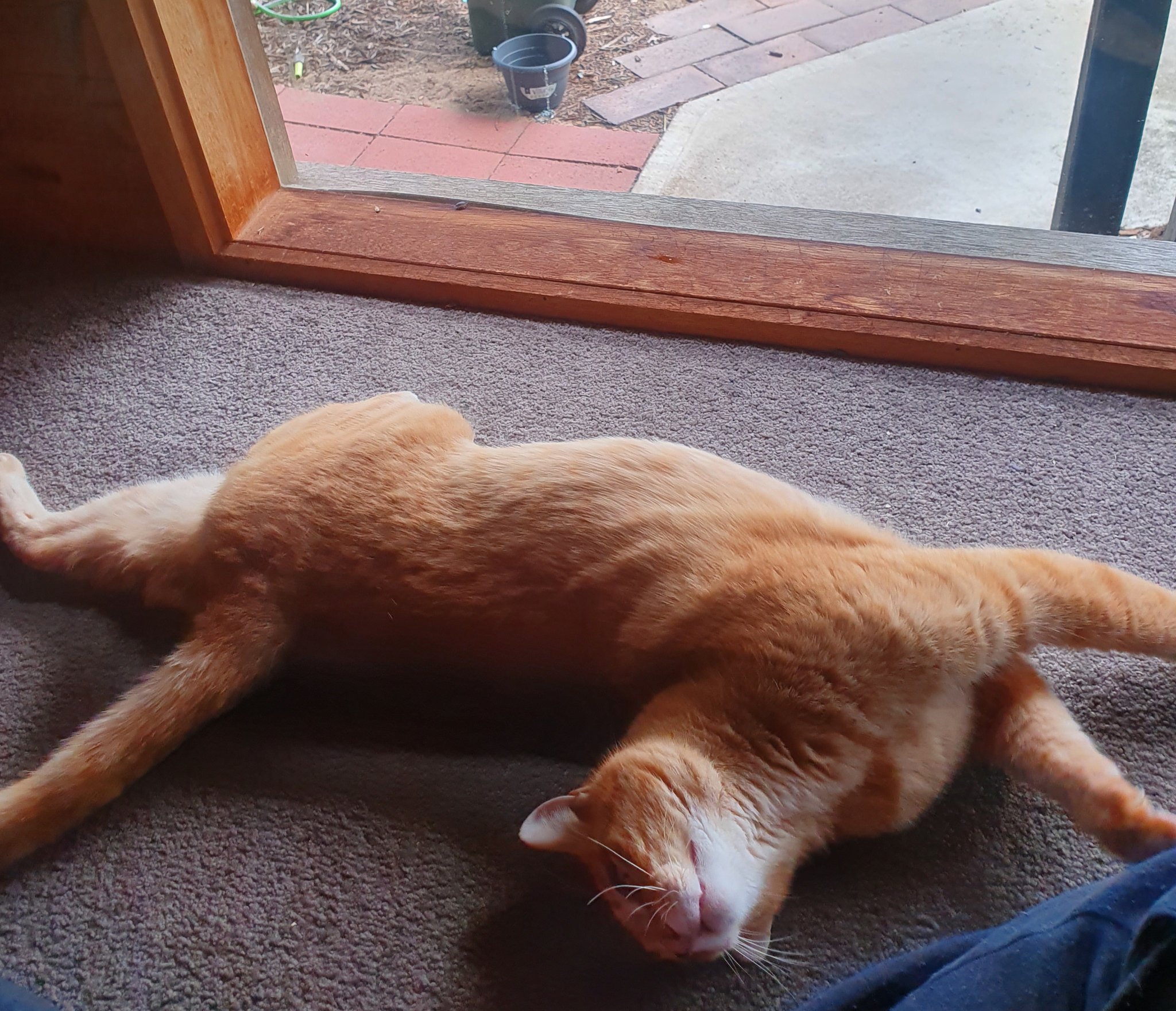 Long boi | Scrolller