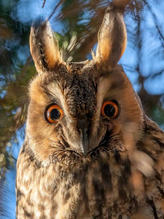 Long eared owl ️ | Scrolller