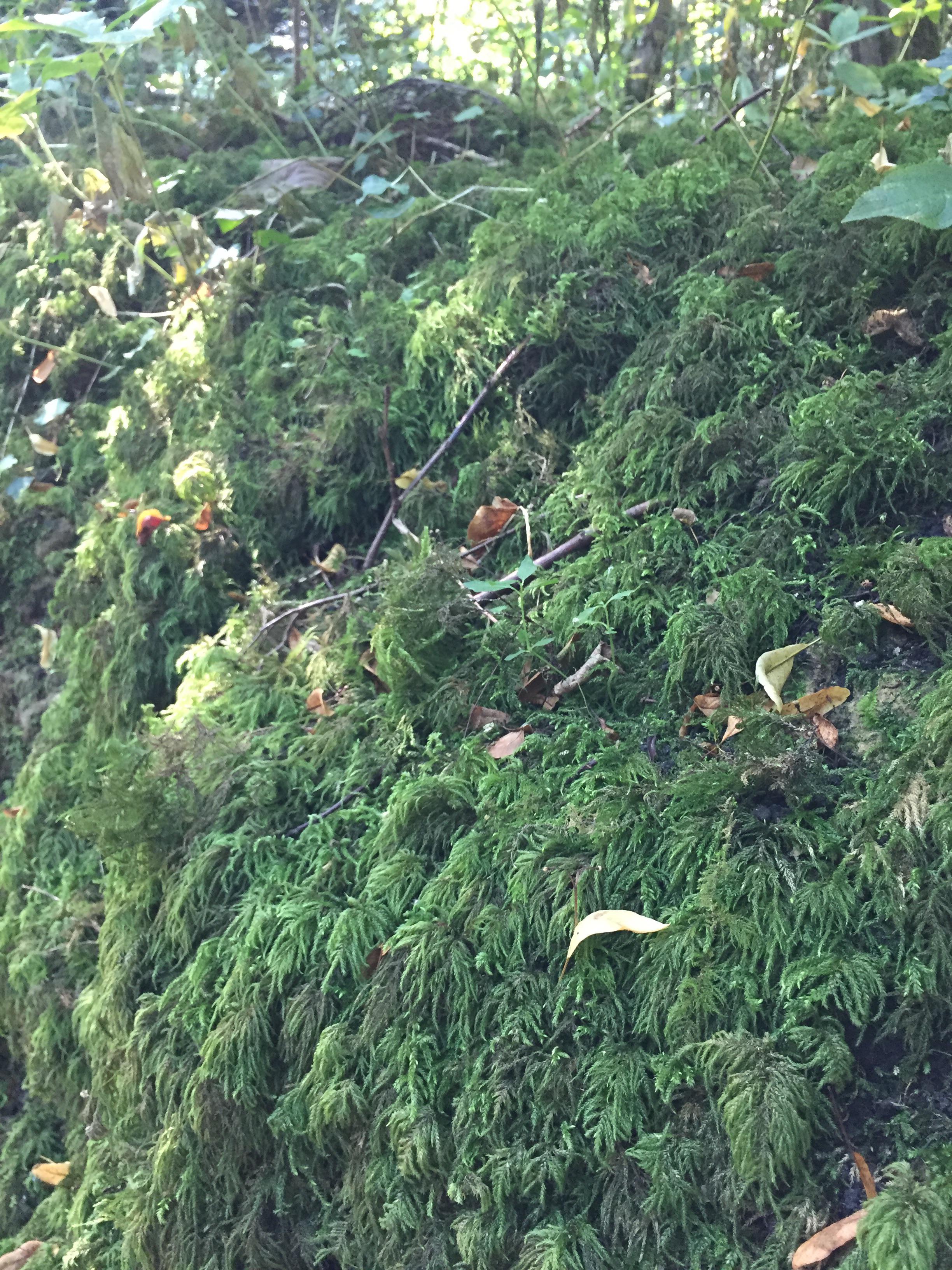 long looking moss | Scrolller