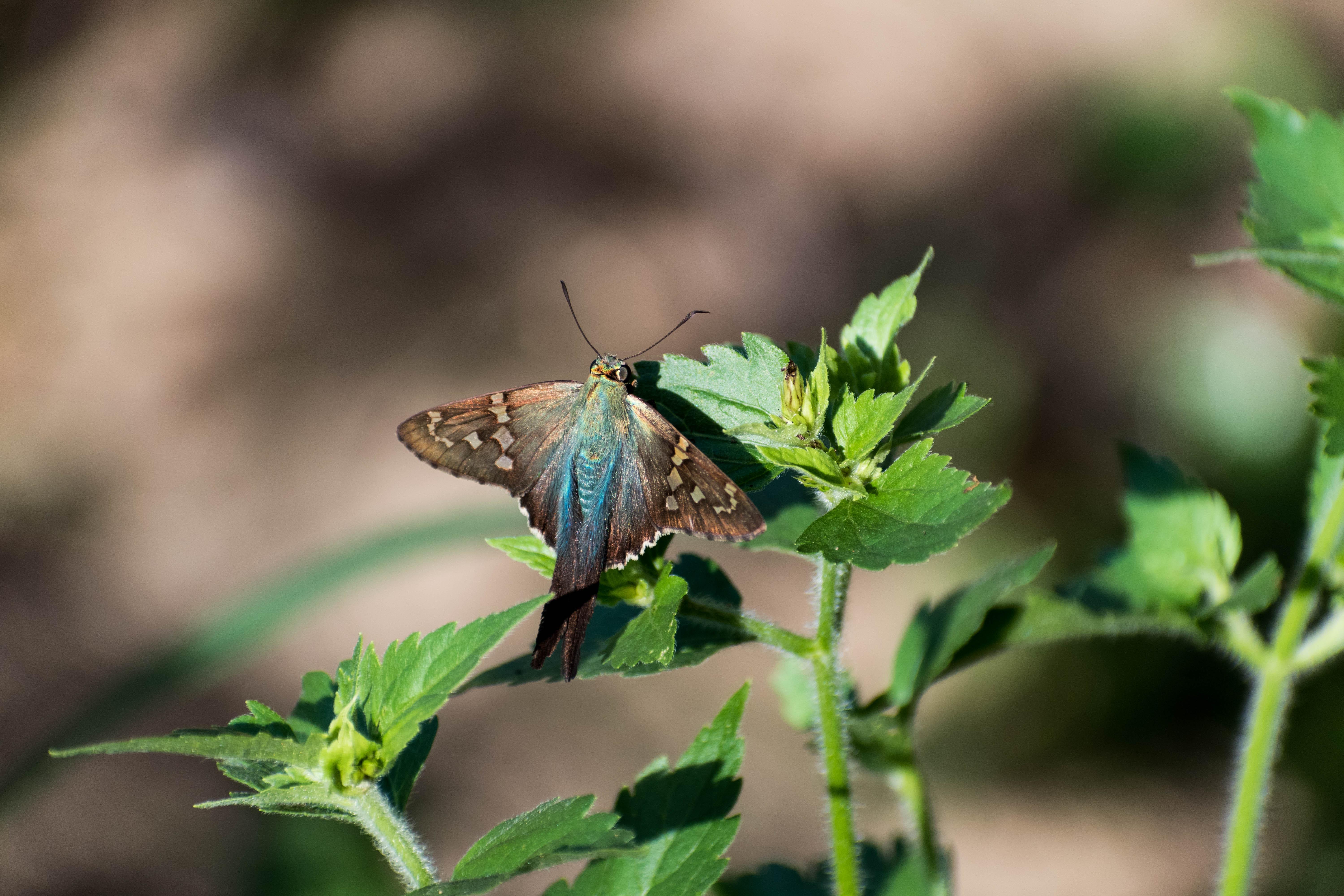 Long-Tailed Skipper Butterfly (First of 2018) | Scrolller