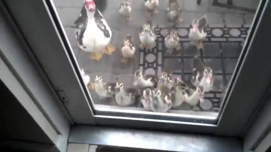 Look at all those chickens! | Scrolller