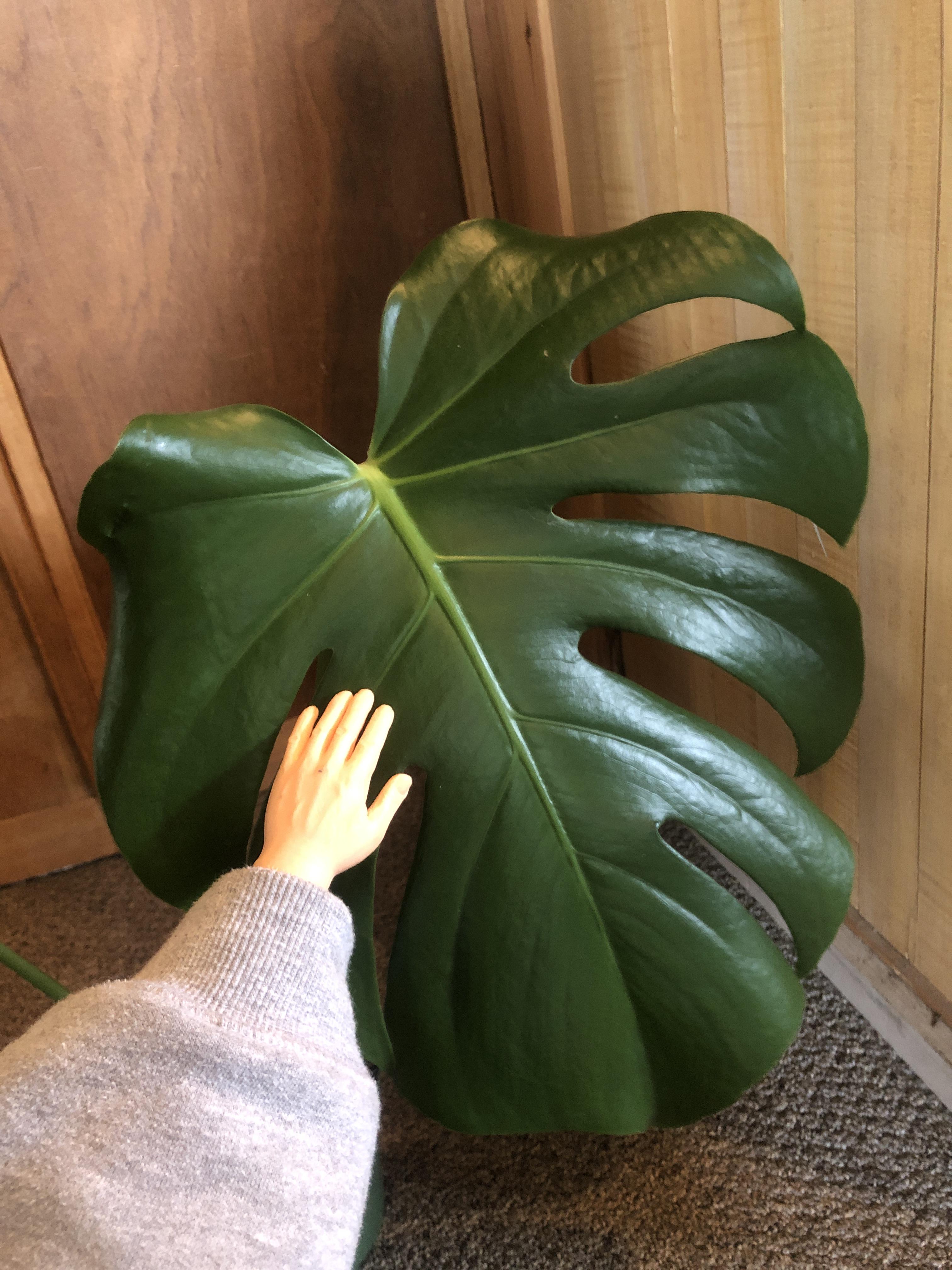 Look how large my Monstera leaf has grown! | Scrolller