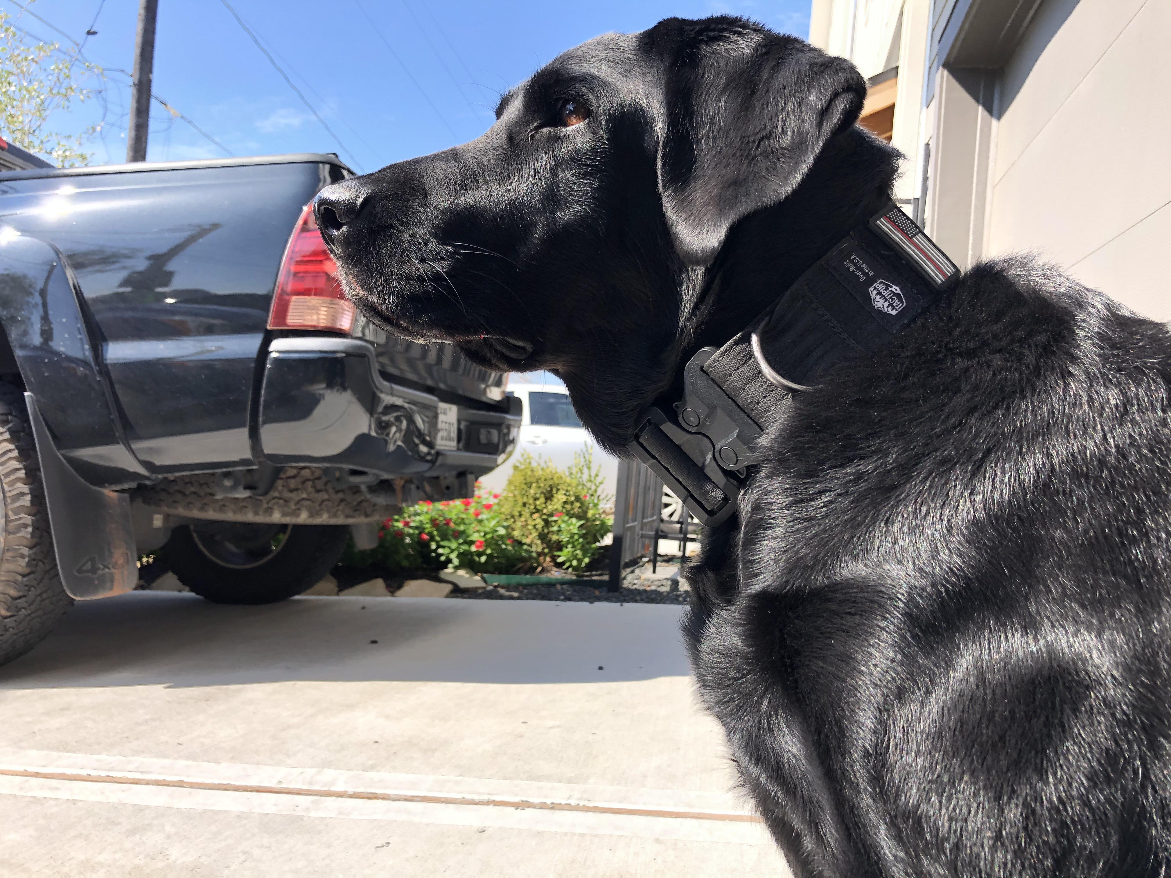 Looking regal yesterday | Scrolller