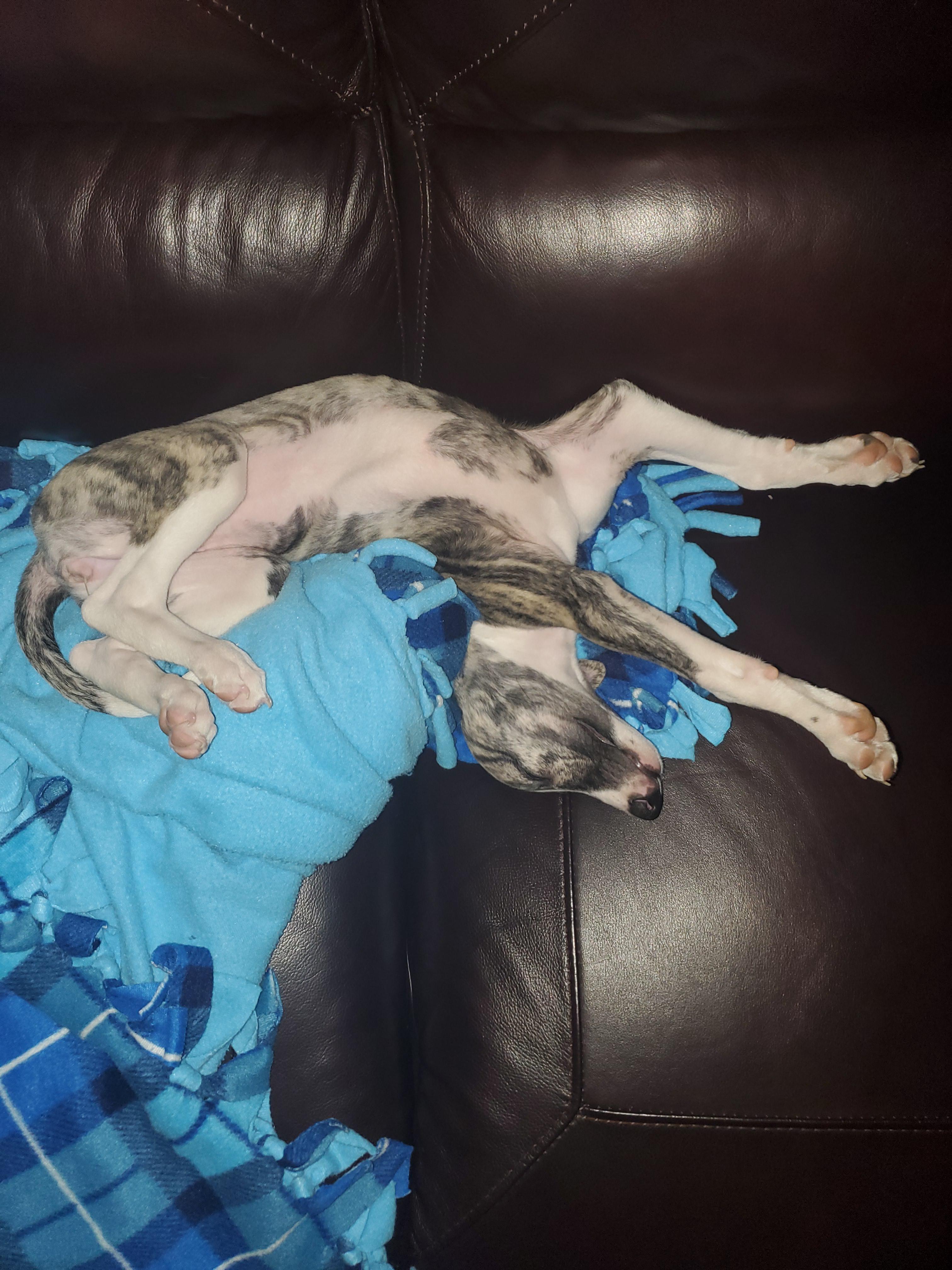 Looks... comfortable? | Scrolller