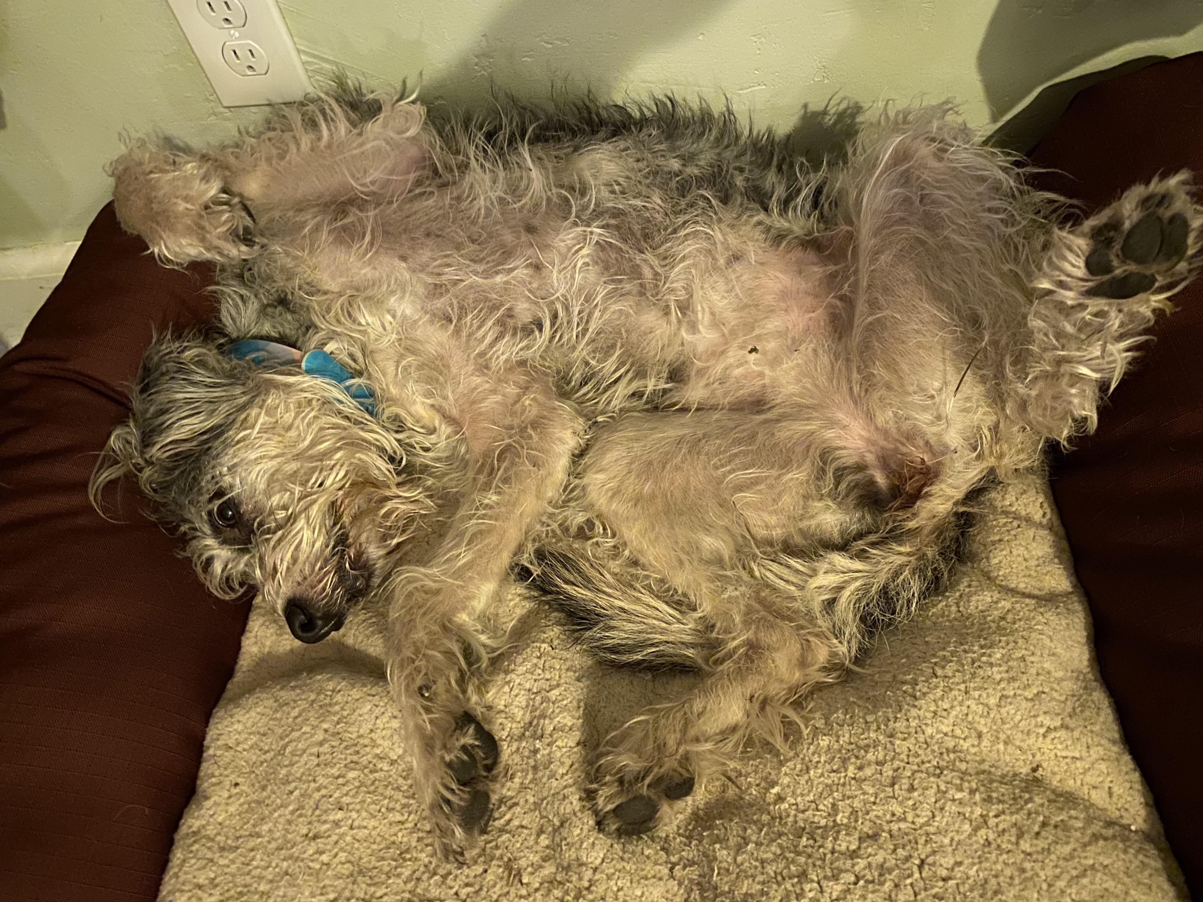 Looks comfy | Scrolller