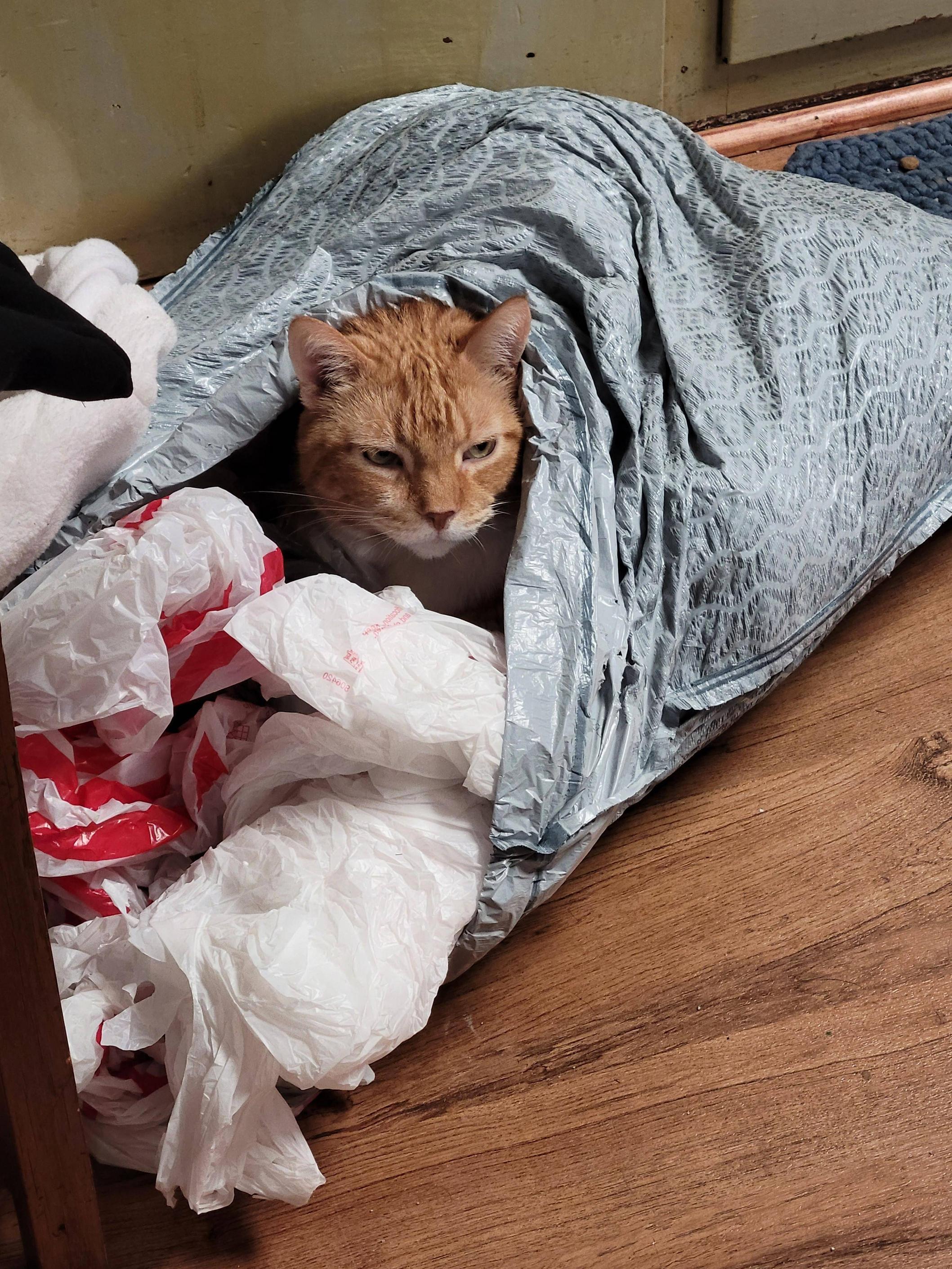 Looks... Comfy? | Scrolller