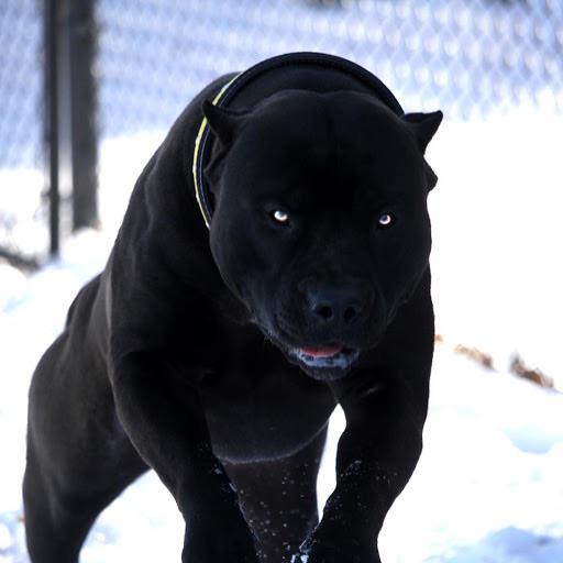 Here boy ?...kitty ?...demon ??? | Scrolller