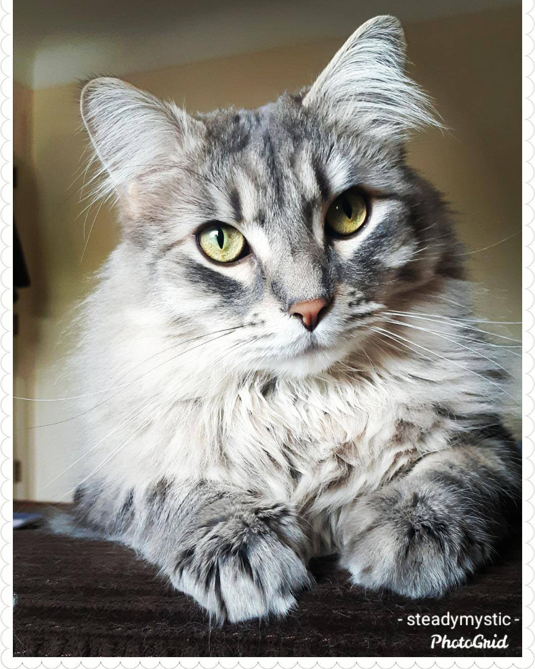 Lord Merlin ️ Siberian Maine Coon cross. Omg I love him! | Scrolller
