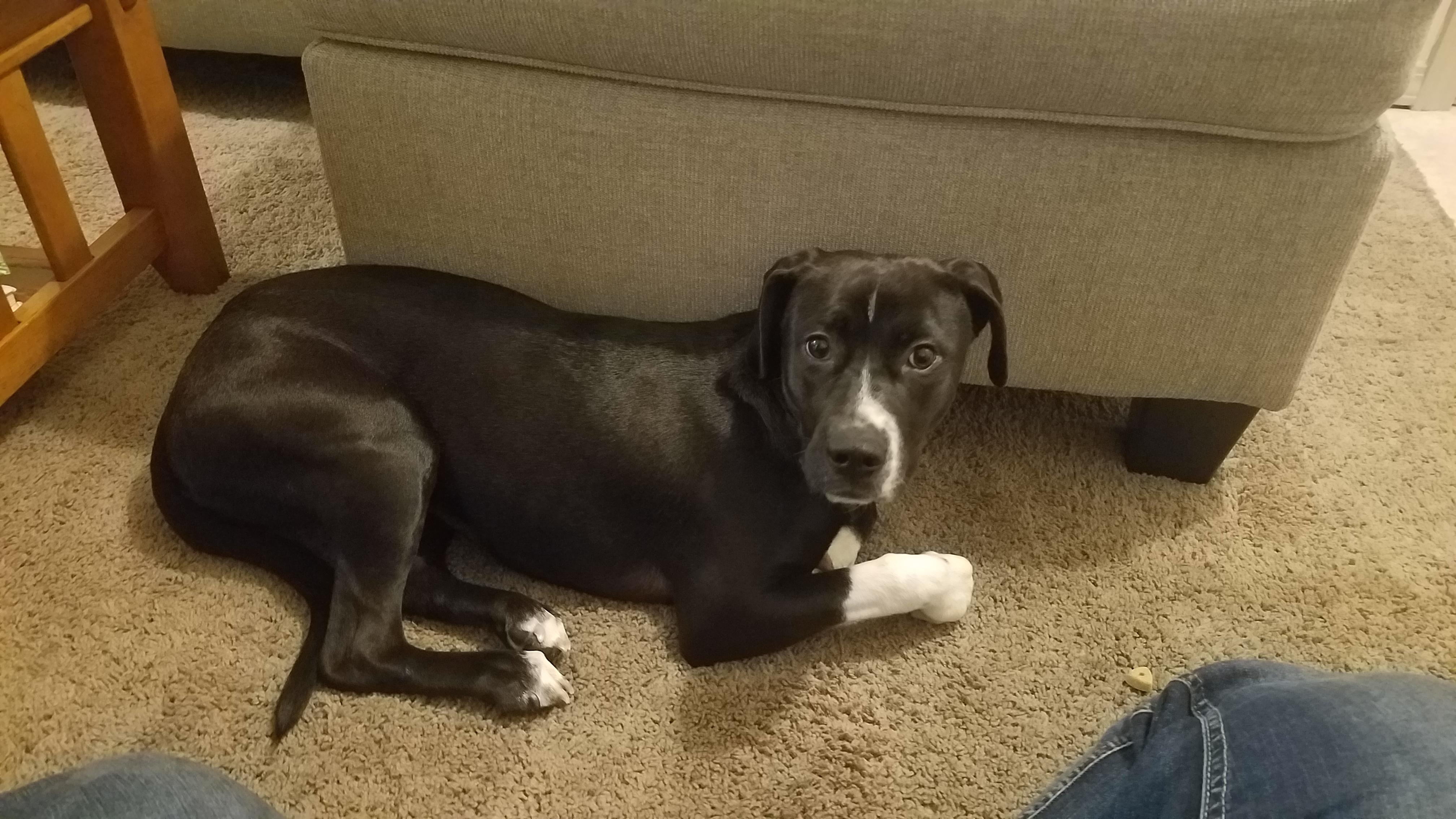 Lost dog. Please help! | Scrolller