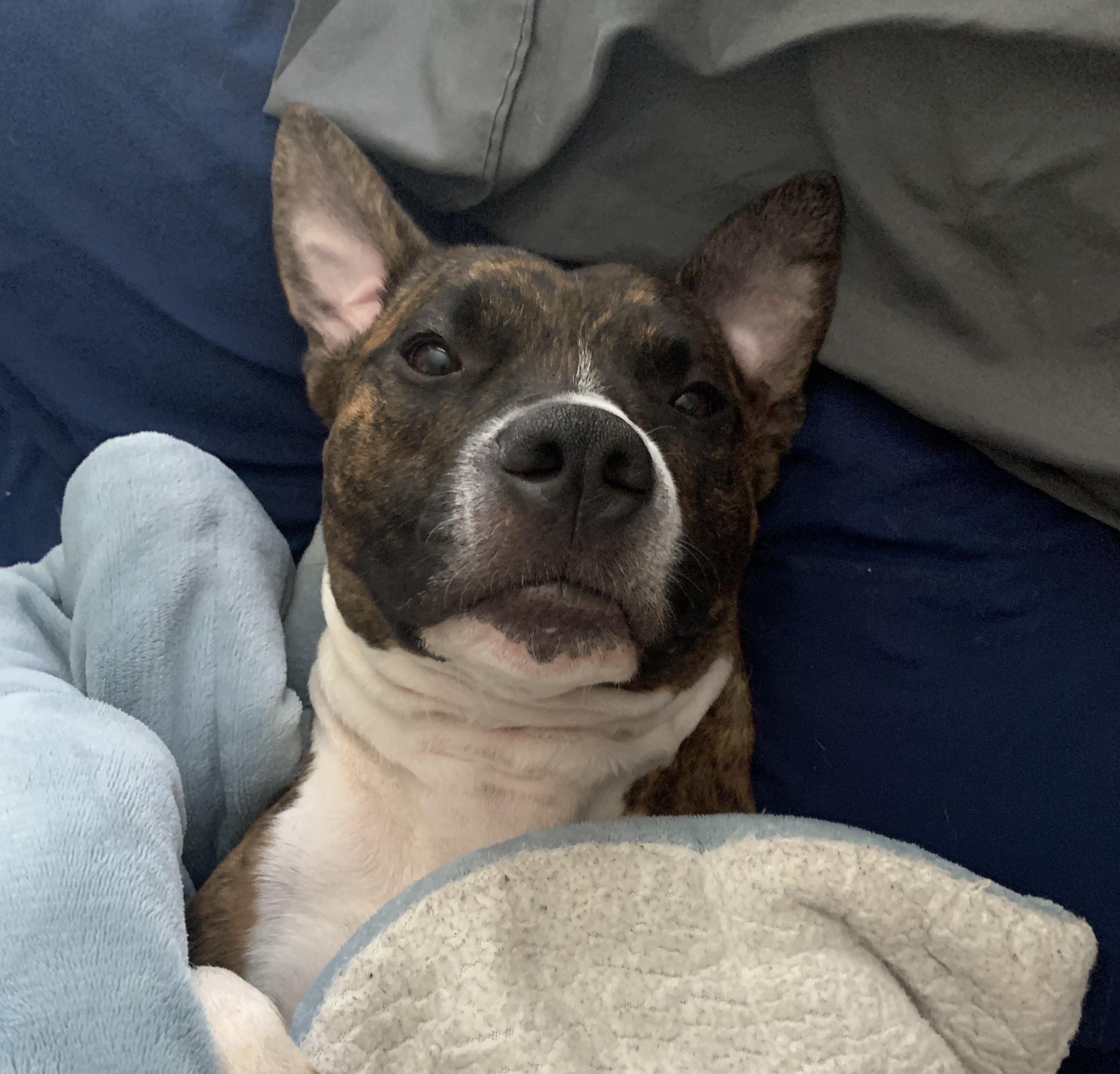 Love his bat ears | Scrolller