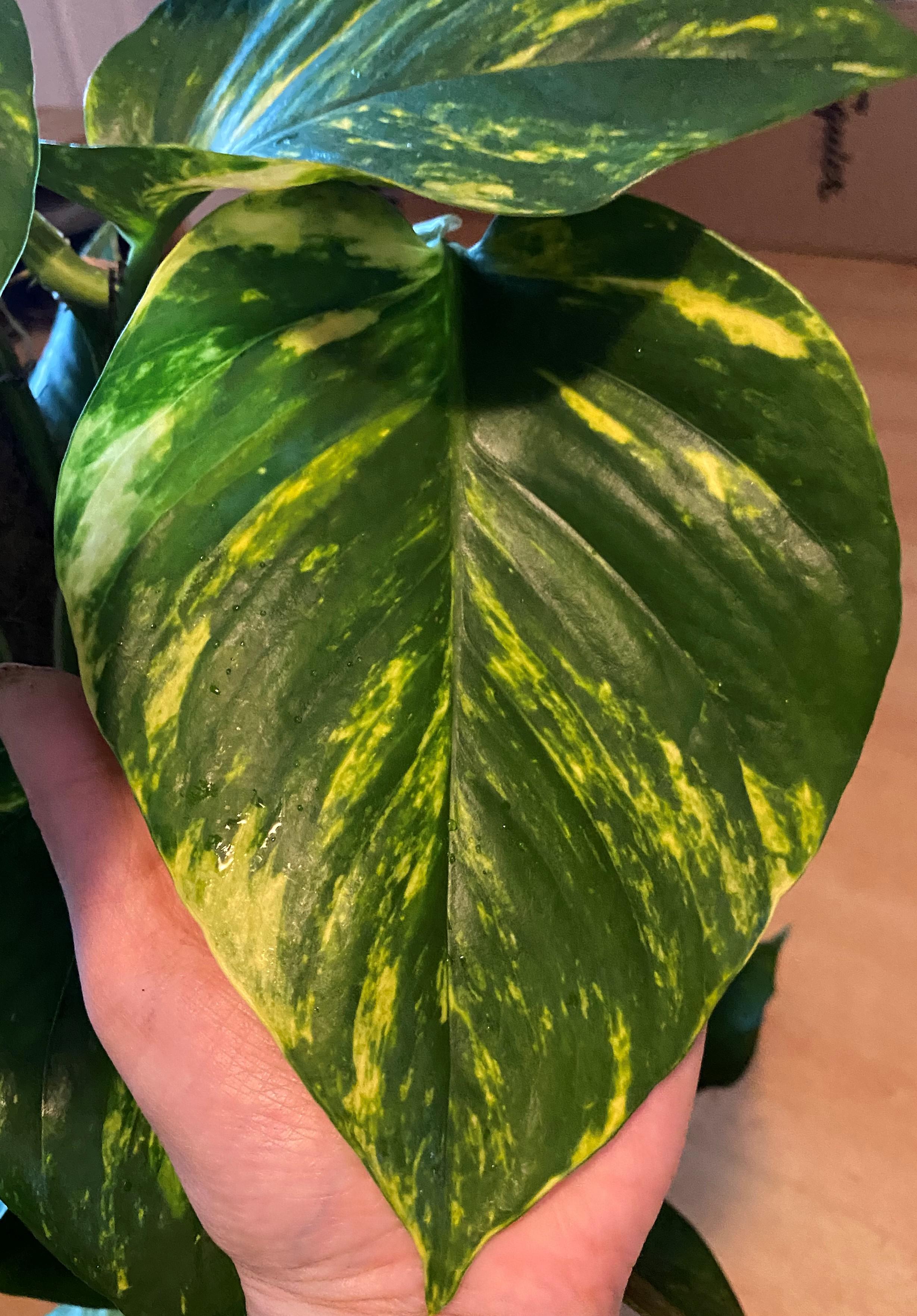 Love how big the leaves are getting 😍 | Scrolller