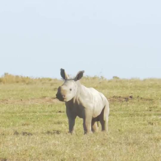 Lovely baby rhino | Scrolller