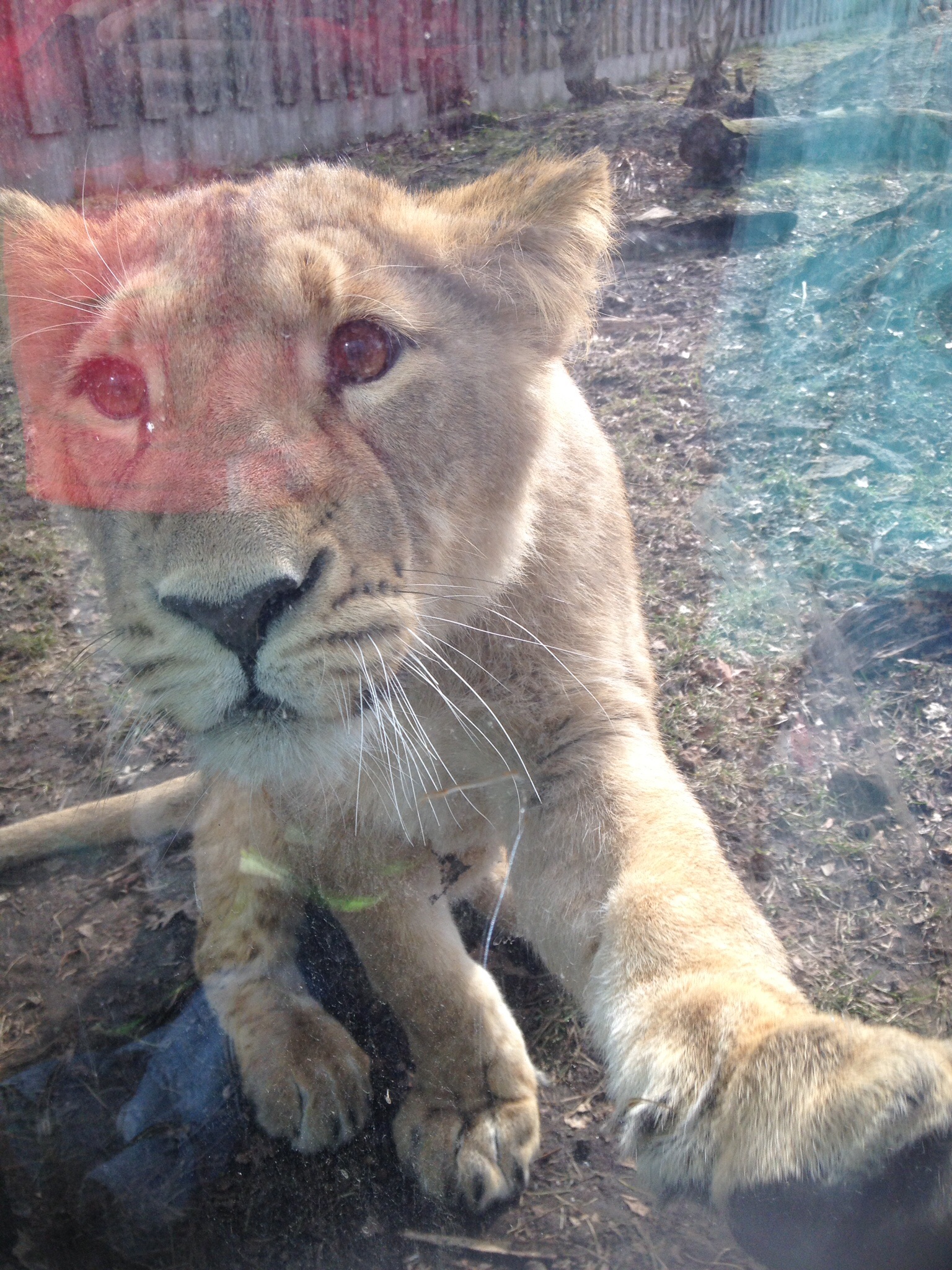Lovely young lioness | Scrolller