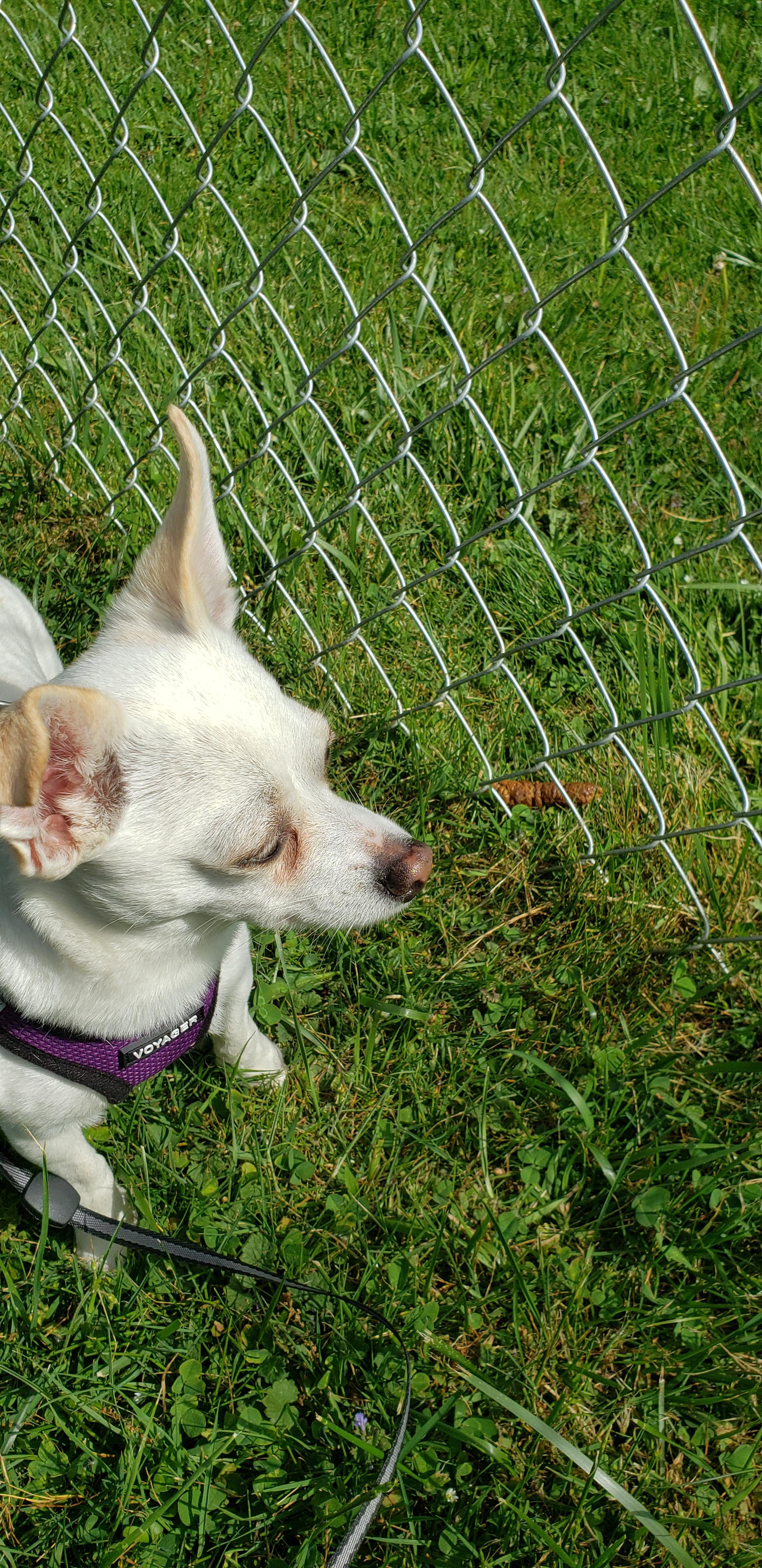 Loves to Poop through neighbors fence... | Scrolller