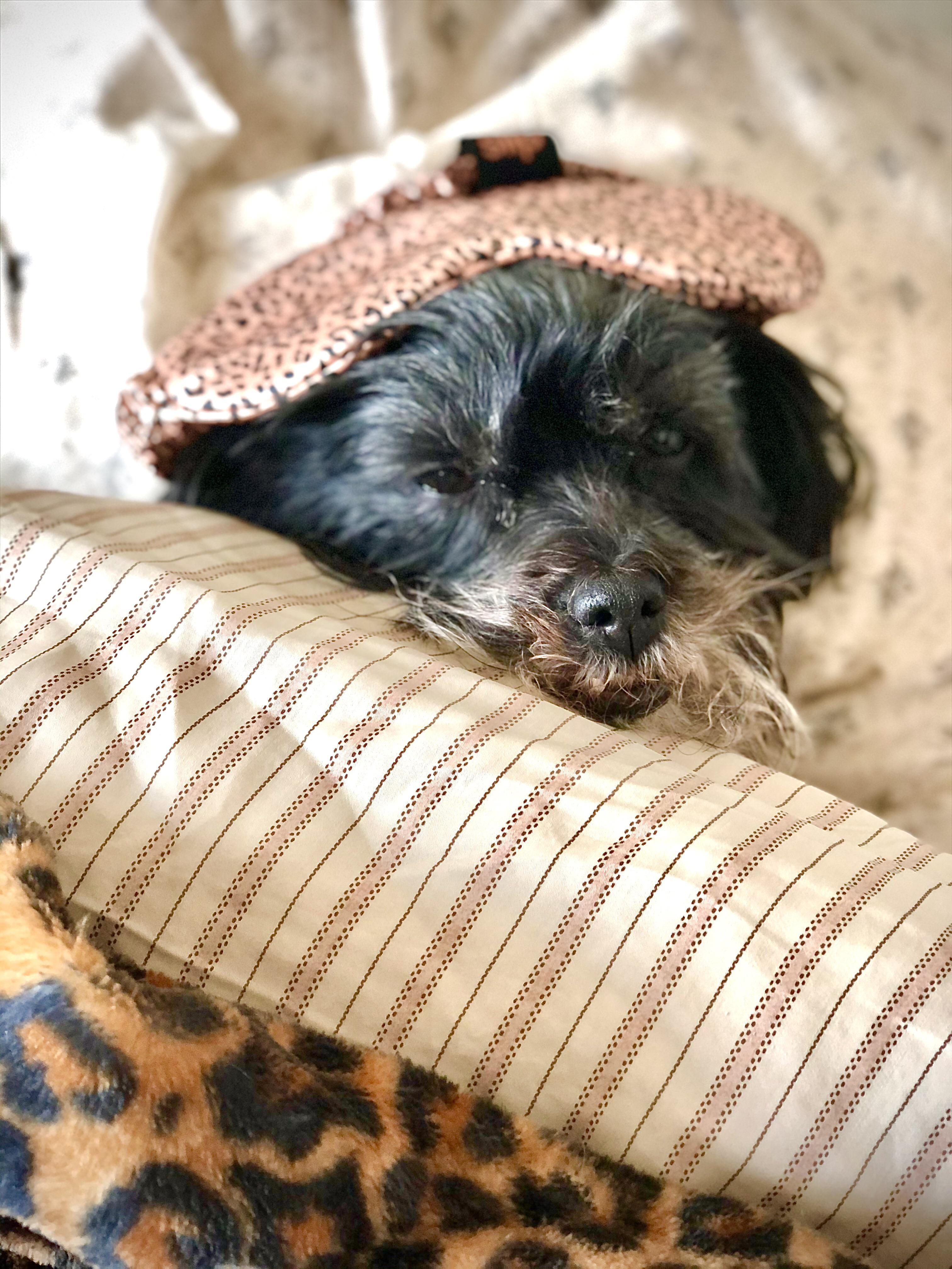 Lucy is feeling cute... might delete later! | Scrolller