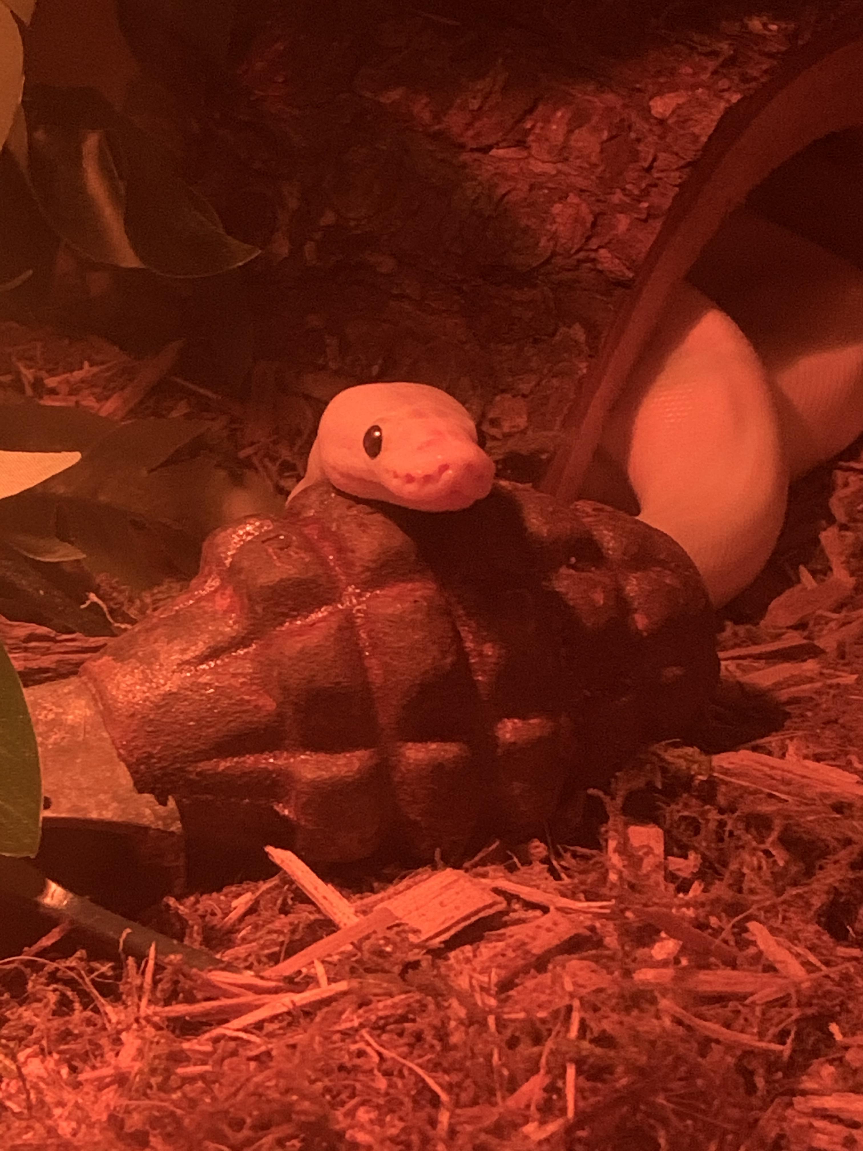 Luna chillin’ on her grenade | Scrolller