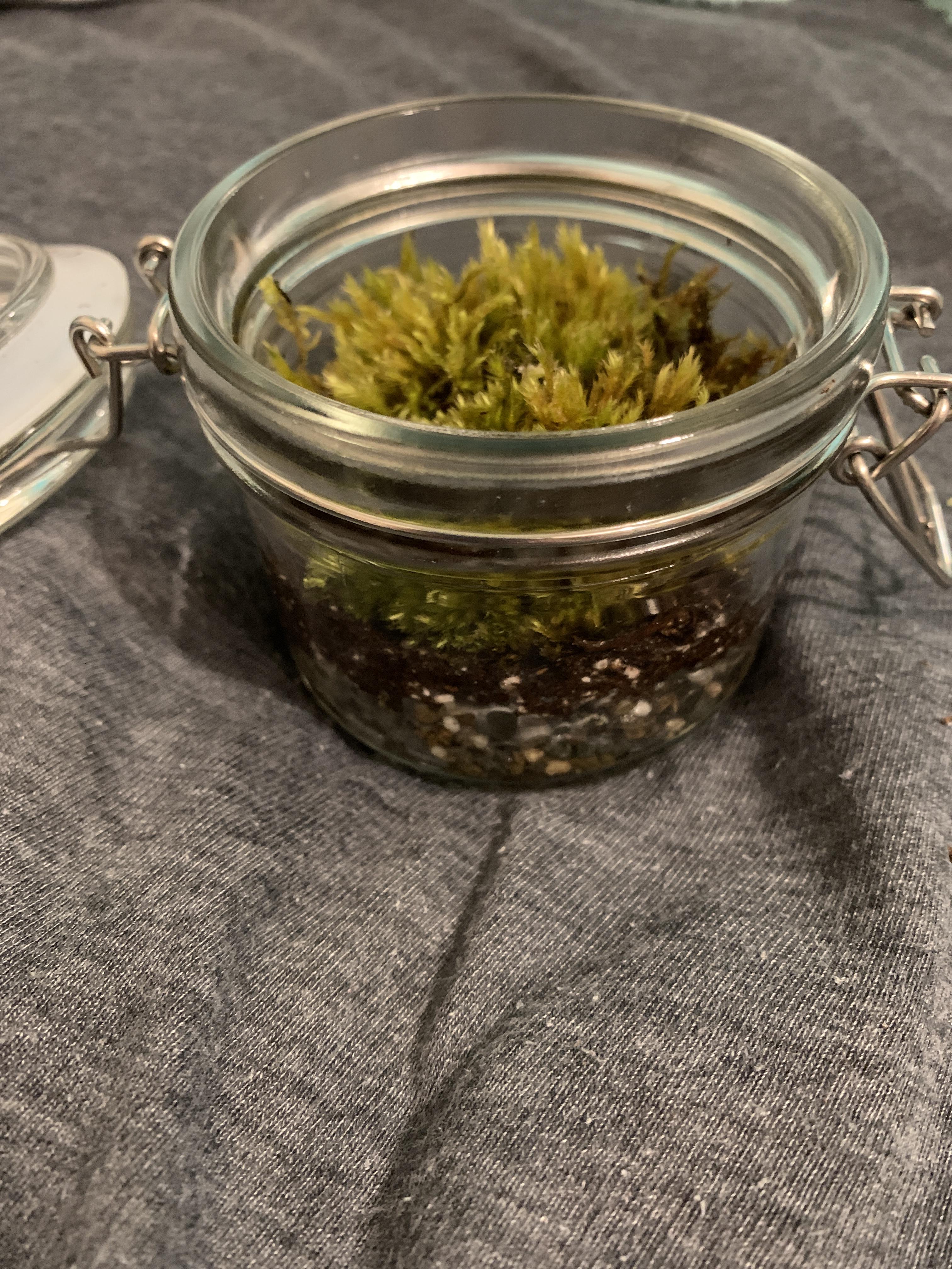 Made my first jar. Do I put the lid on? What’s the best way to water? Rocks and soil, no ...