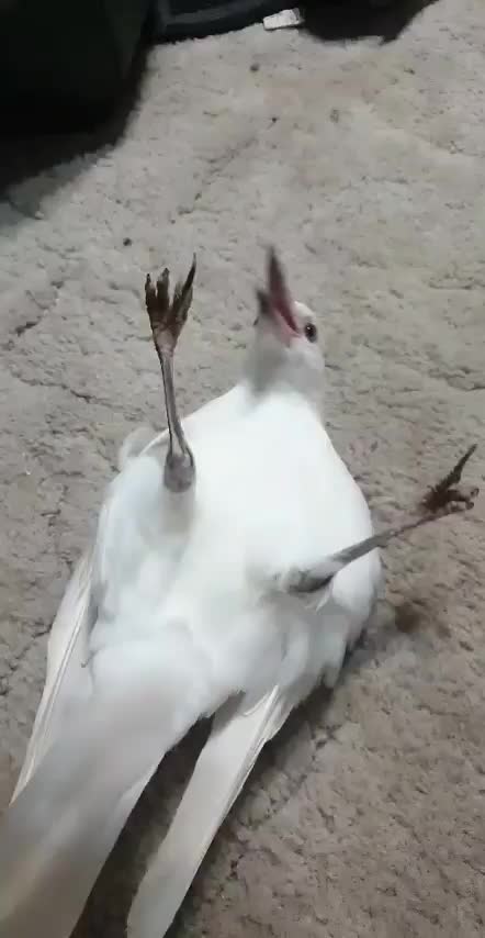 Magpie tickles | Scrolller