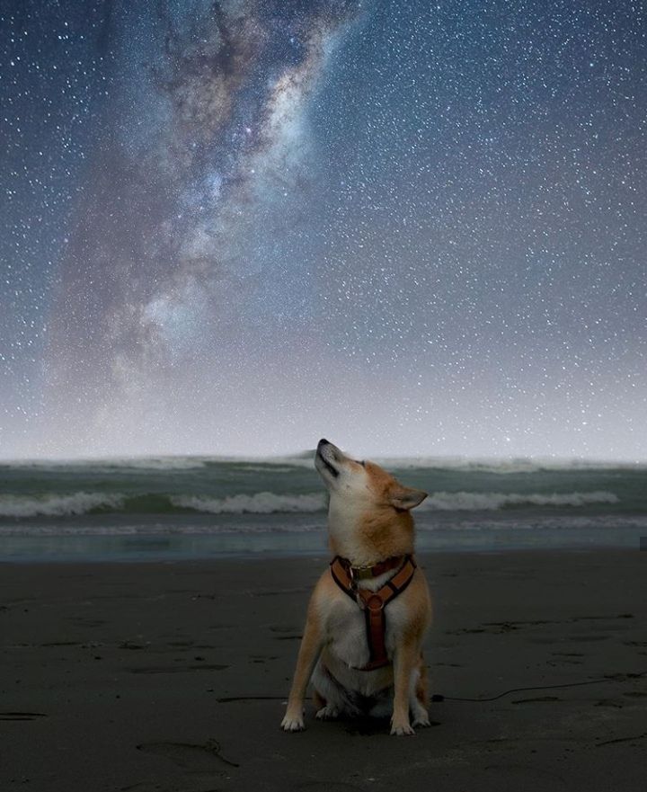 Discover more like Shiba: Making a wish by looking at the stars and Related Content | Scrolller