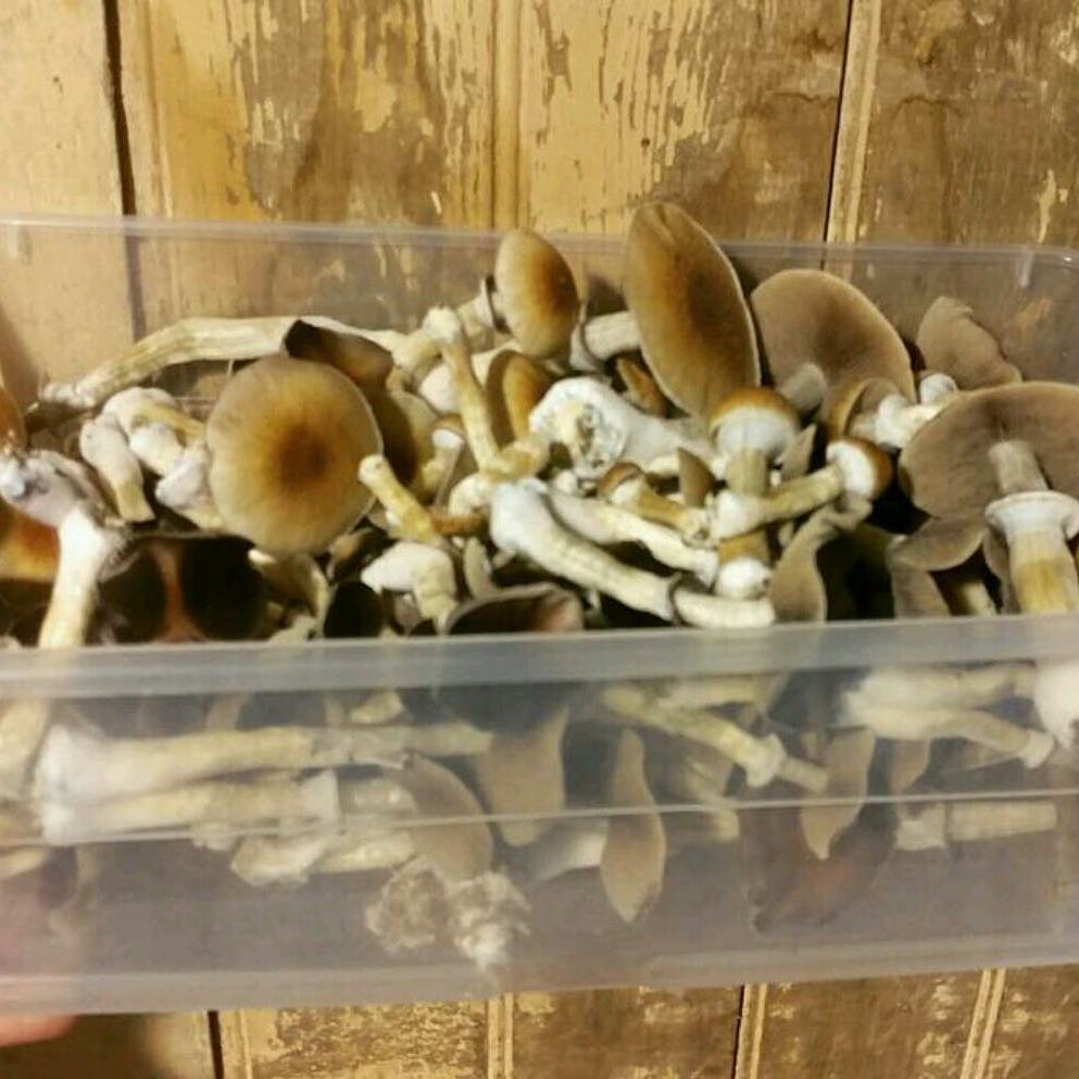 Making it cool out of the harvest. My second flush harvest. Love this sheet. | Scrolller