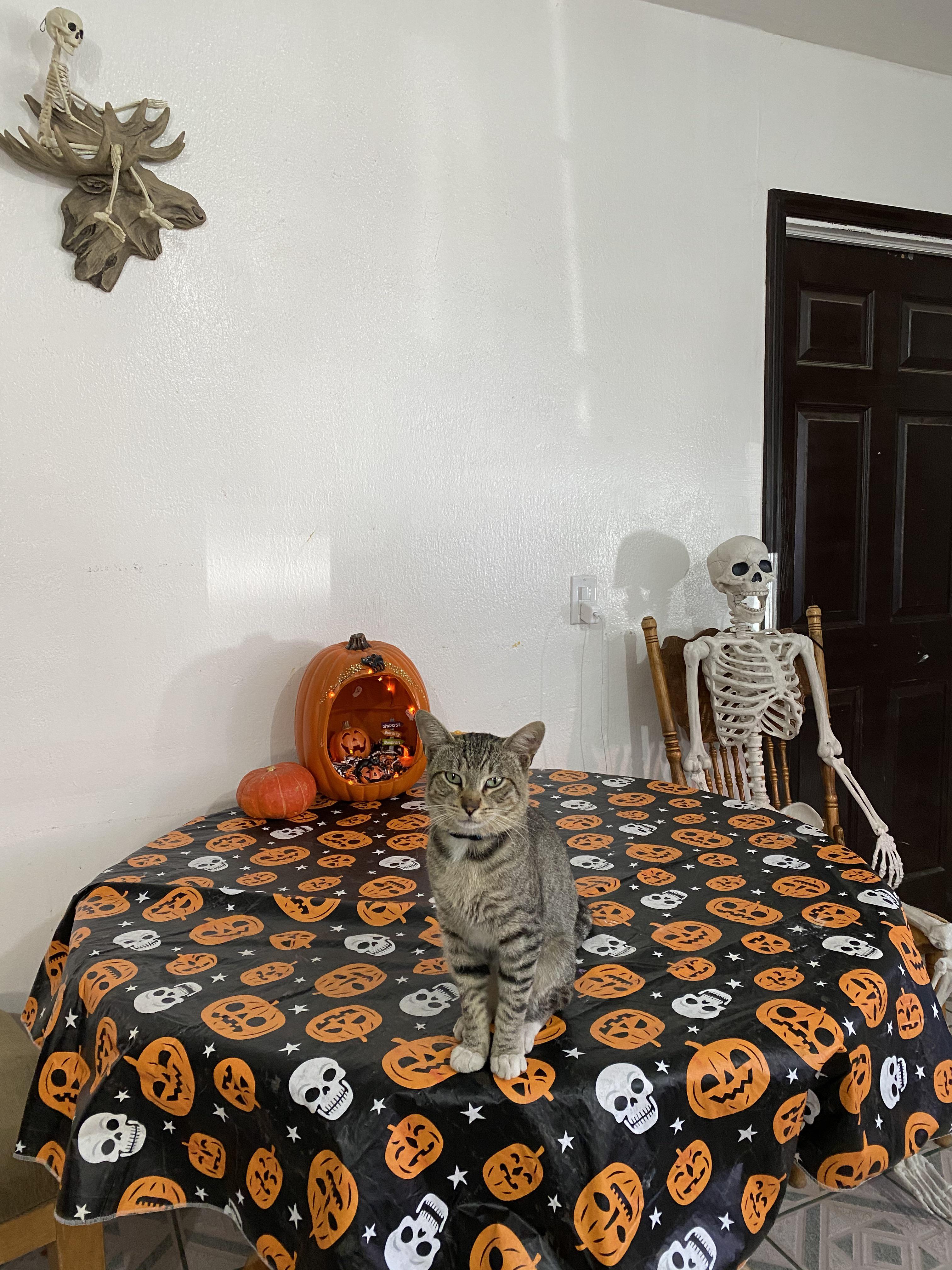 Malachi enjoying this spooky time of year. | Scrolller