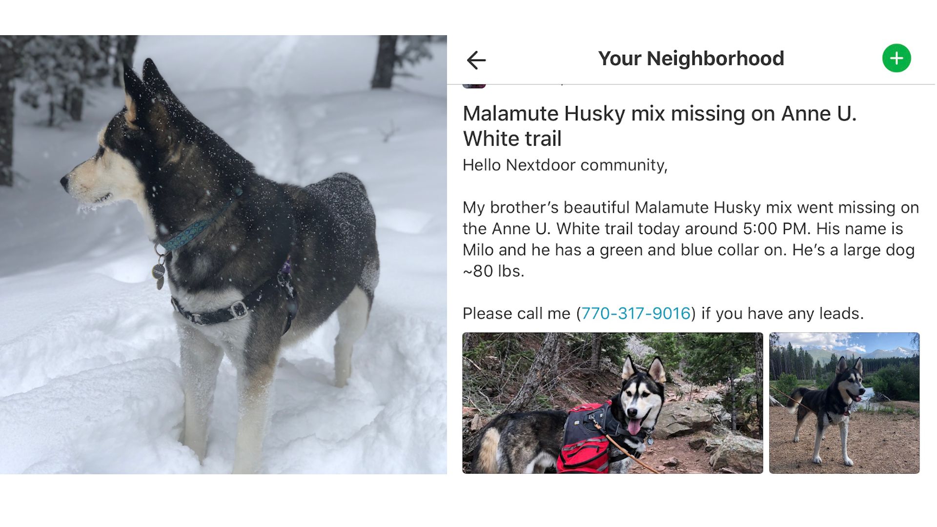 Malamute Husky mix missing on Anne U. White trail - please help! | Scrolller