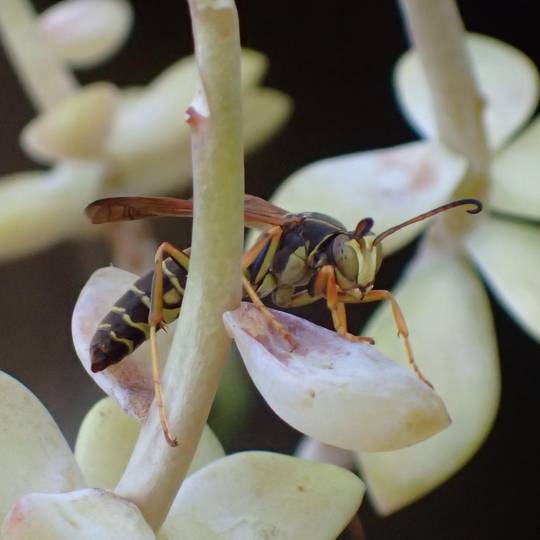 Male paper wasp (note the curled antennae and light face). They can't sting. | Scrolller