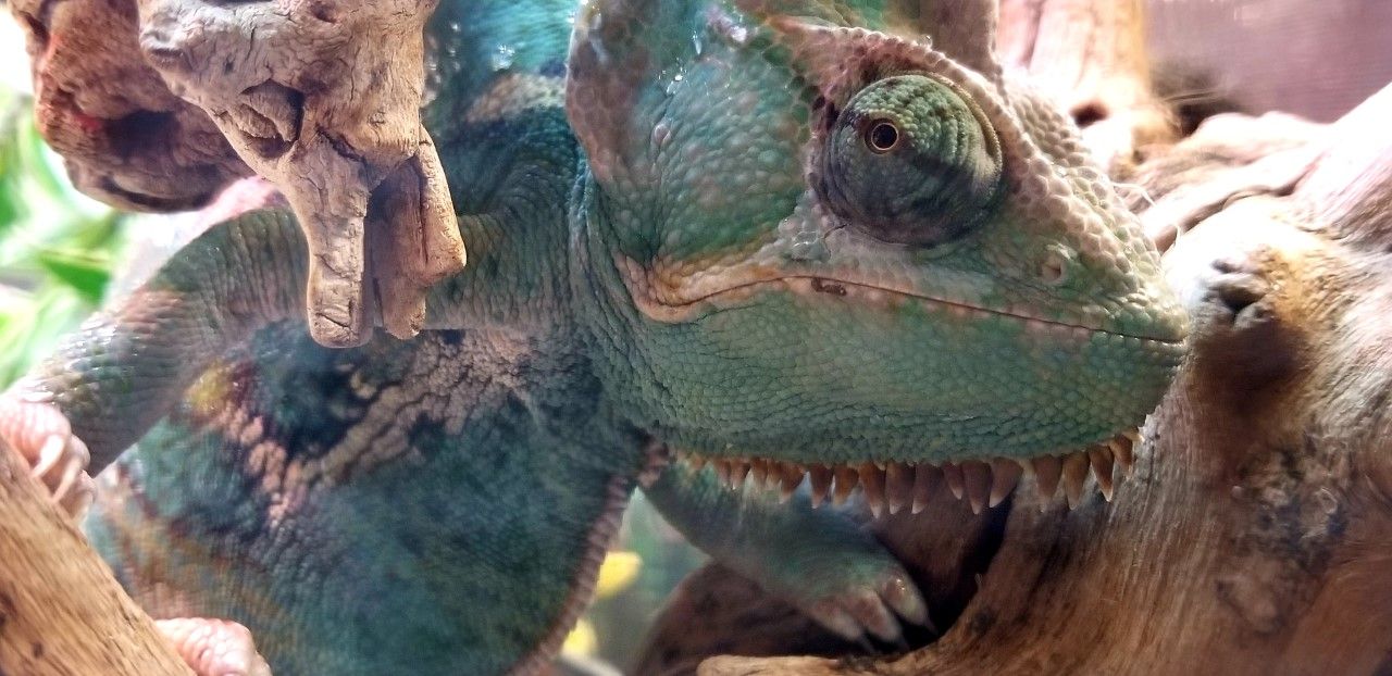 Male Veiled Chameleon just hanging out. He's such a good boy! | Scrolller