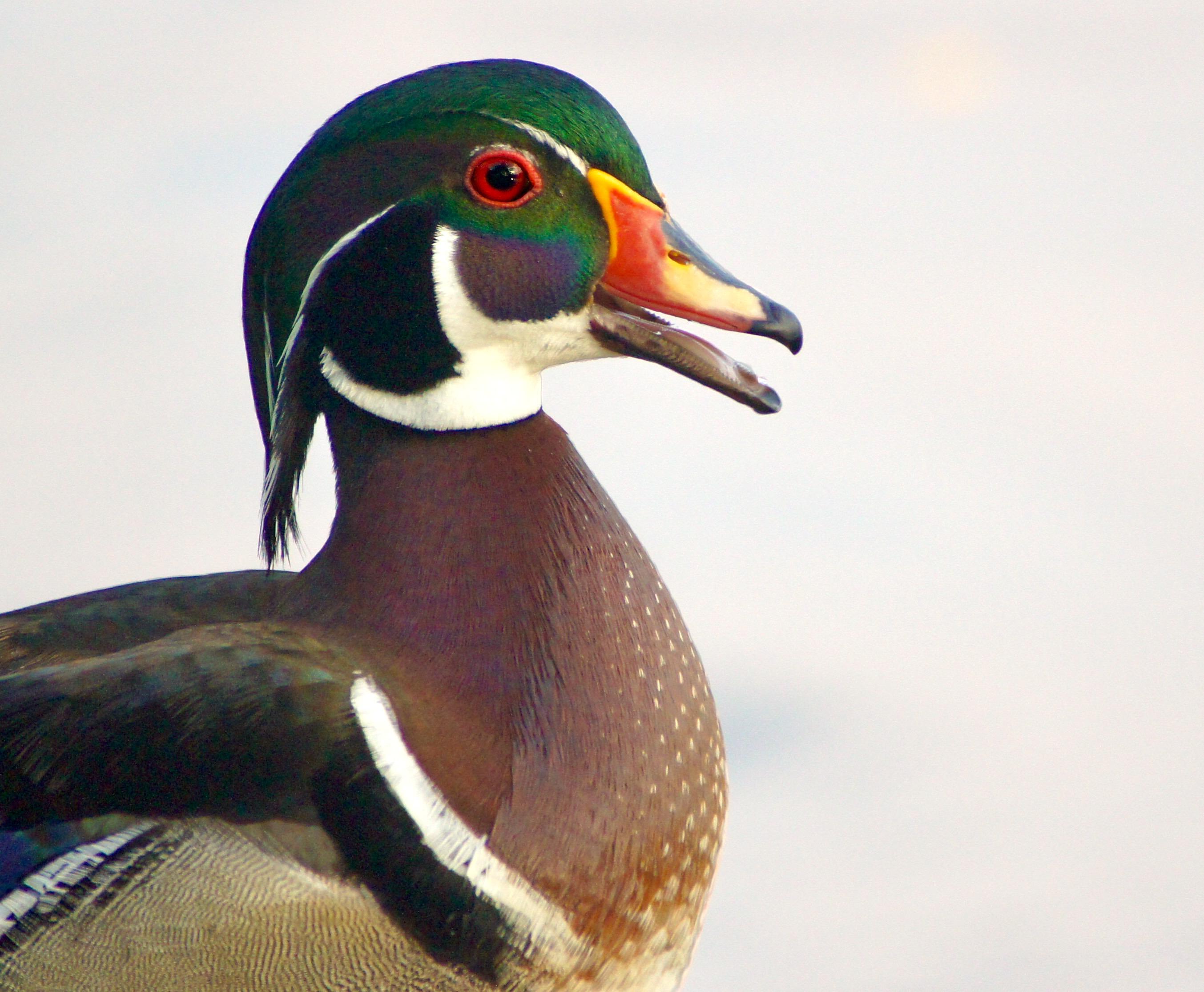 Male wood duck | Scrolller