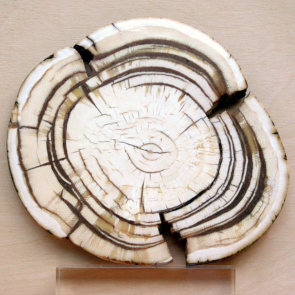 Mammoth Tusk Cross Section [1024x1024] | Scrolller