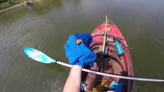 Man calmly drowns a bat. | Scrolller
