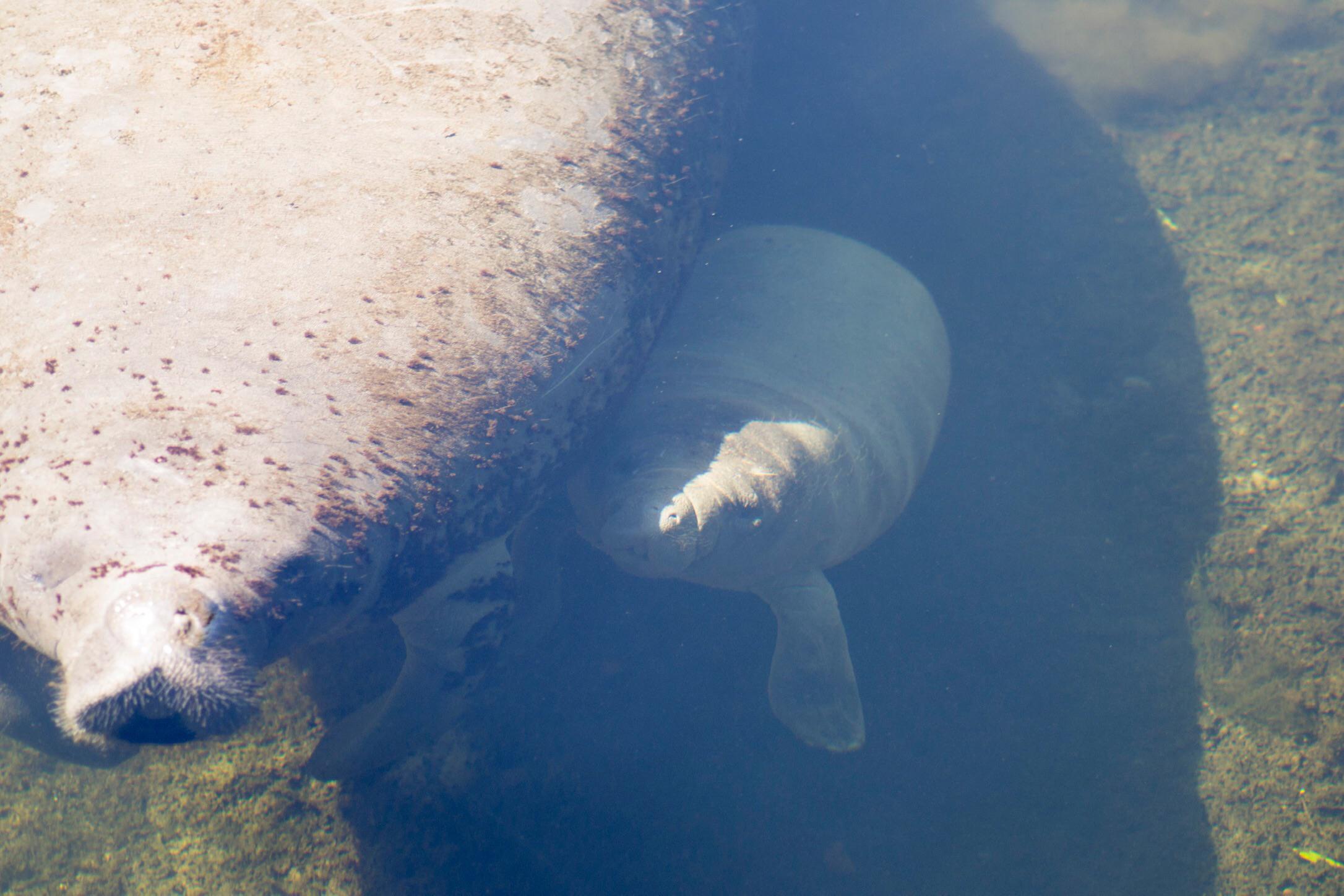 Manatees | Scrolller