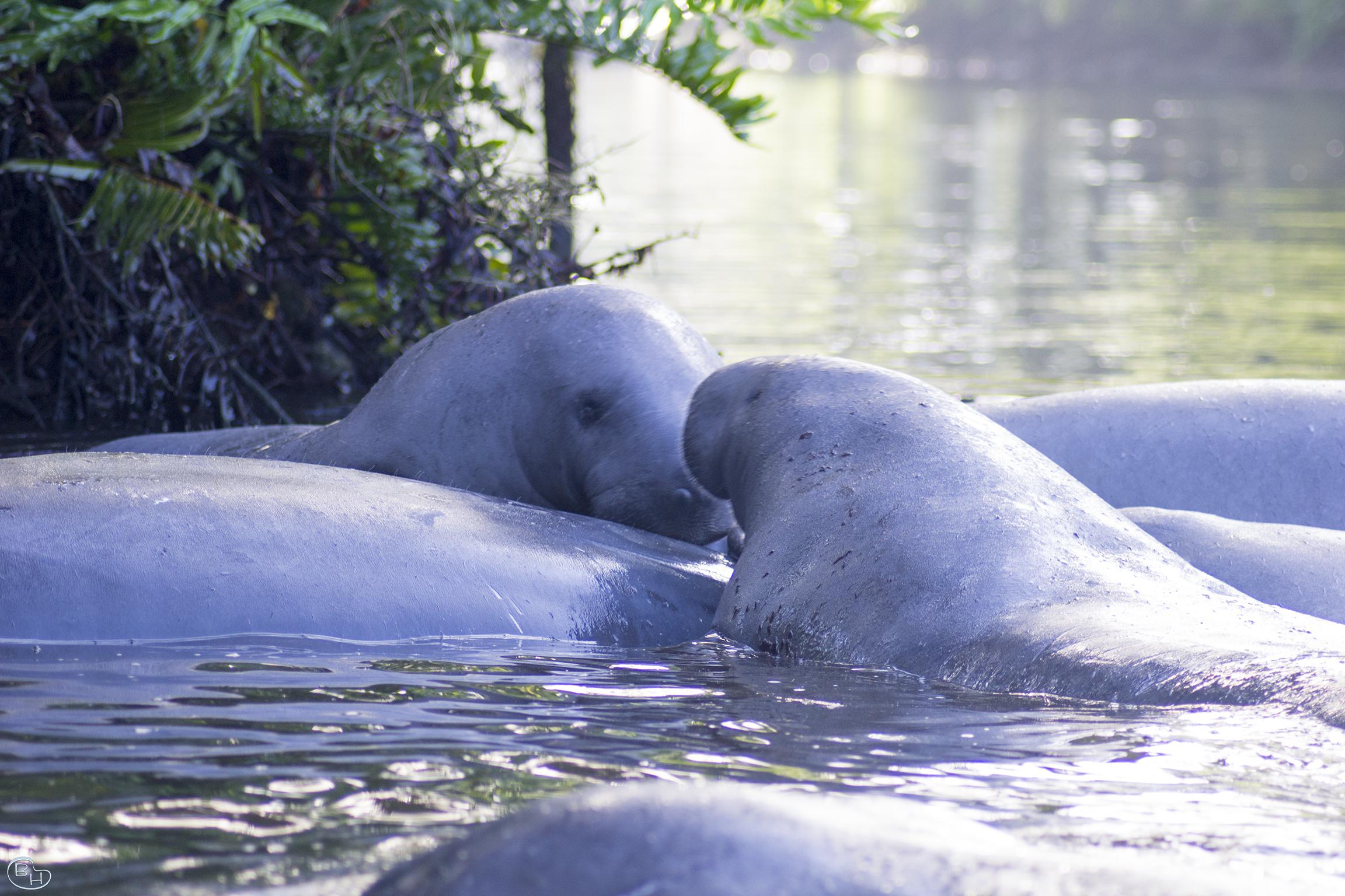 Manatees | Scrolller