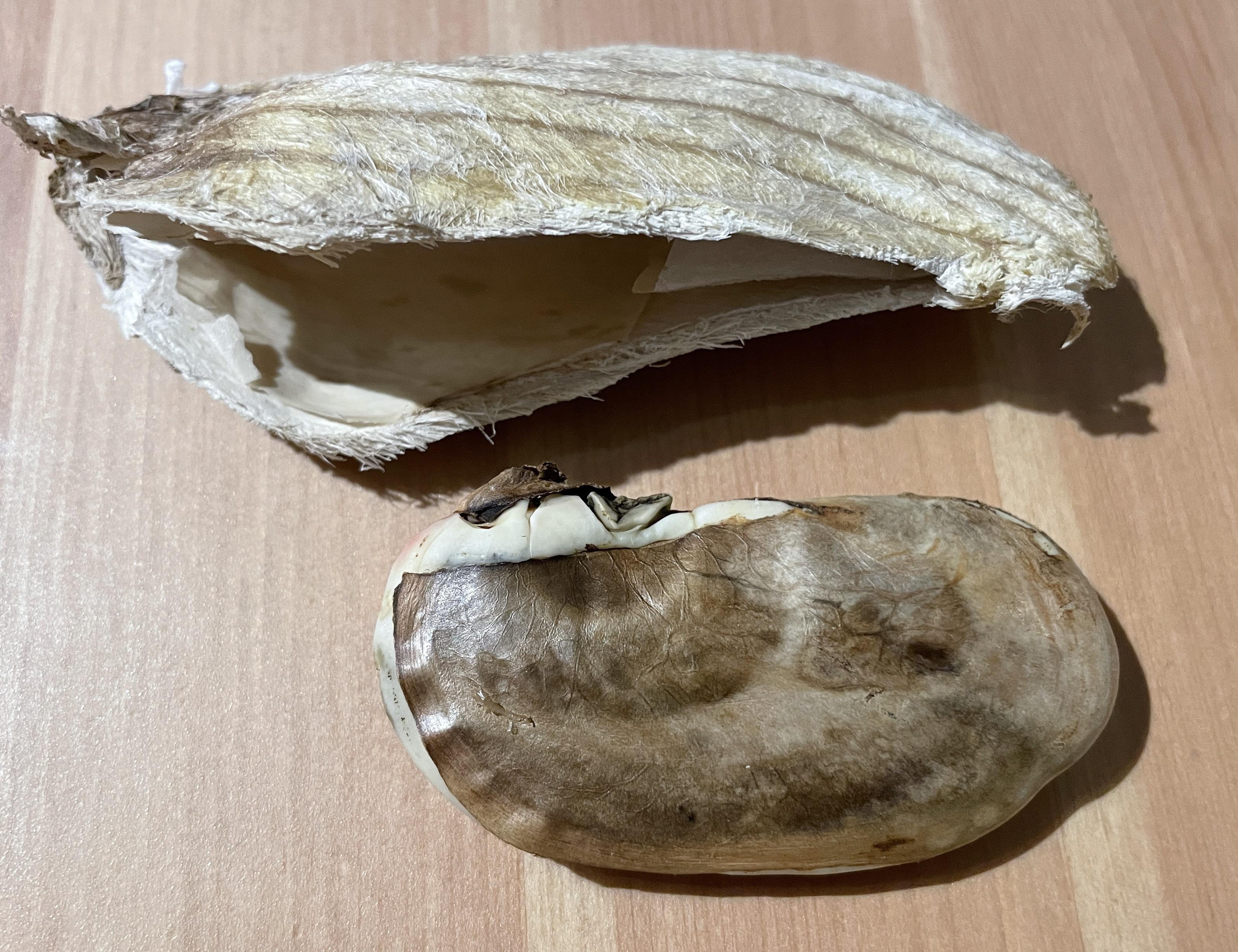 Mango seed! 🥭 | Scrolller