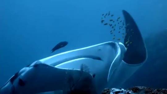 Manta rays | Scrolller