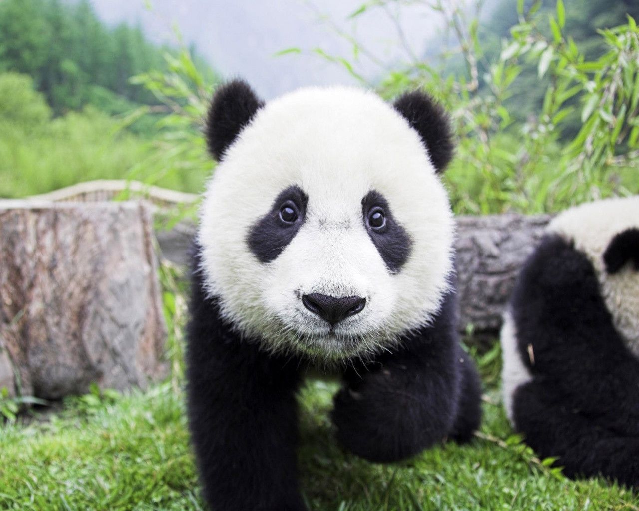 Many people find these chunky, lumbering animals to be cute, but giant pandas can be as ...