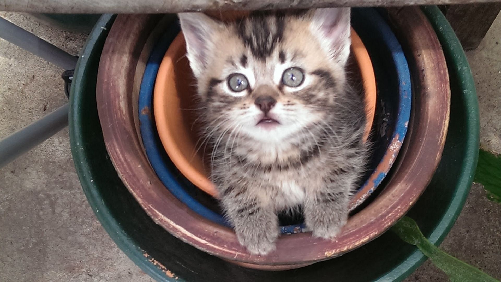 Many pots | Scrolller