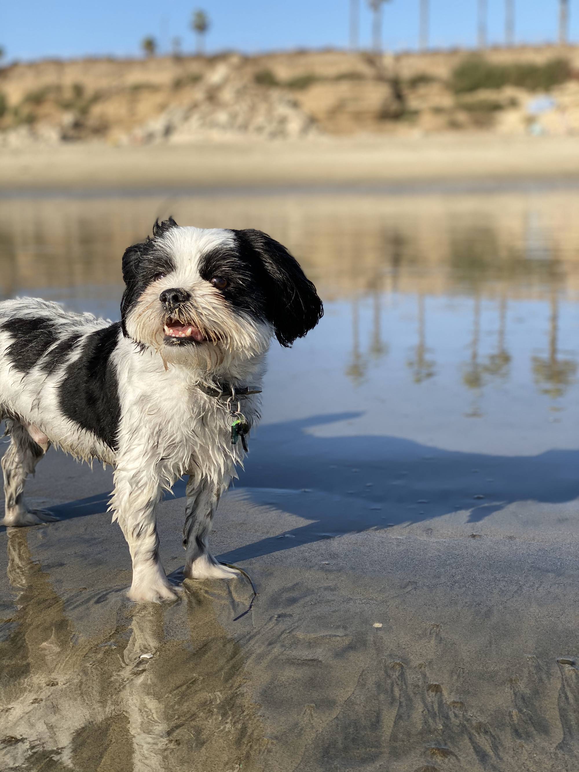 MaoMao is always ready for a beach pose. | Scrolller