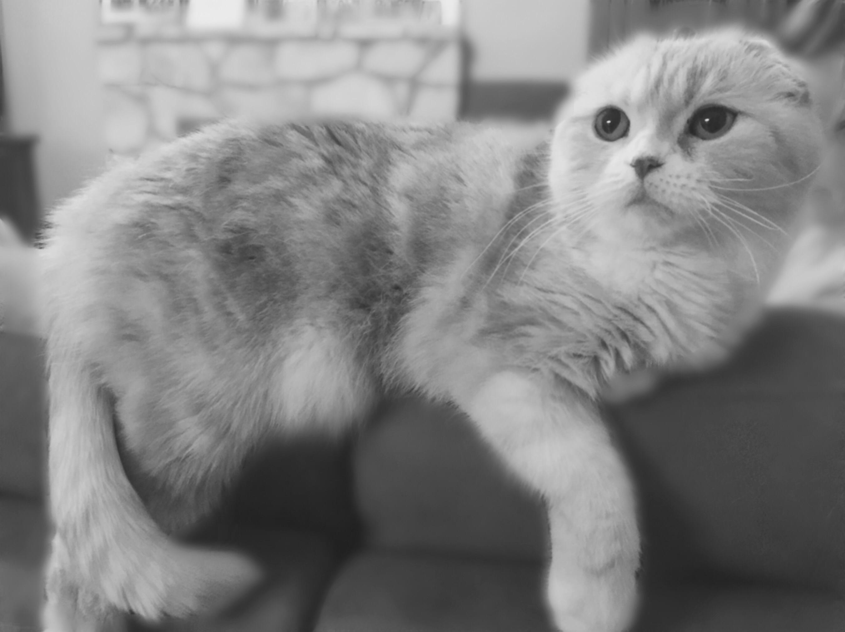 Maple Posing For Daddy Scrolller