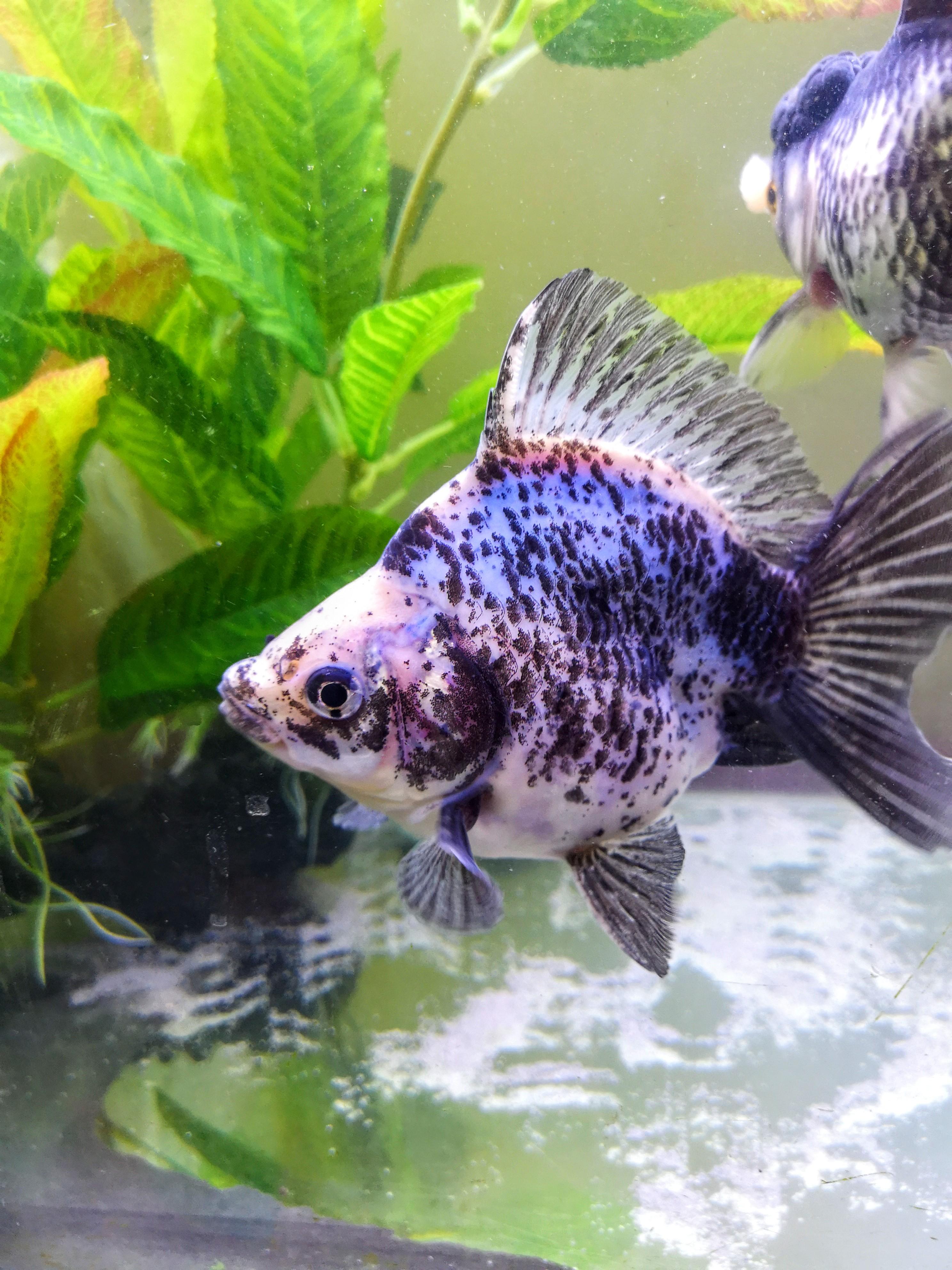 Marble ryukin! | Scrolller