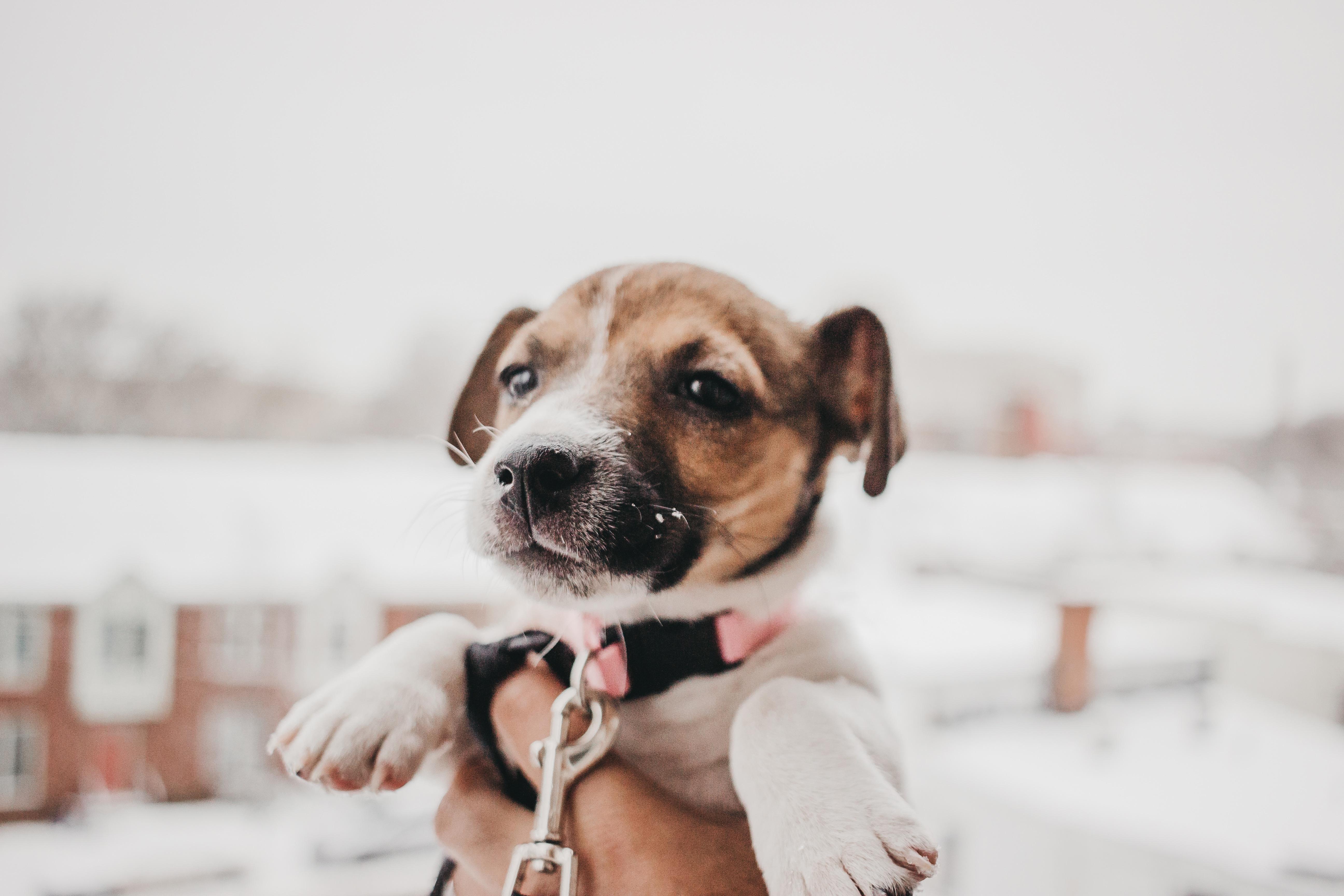 March snow. | Scrolller