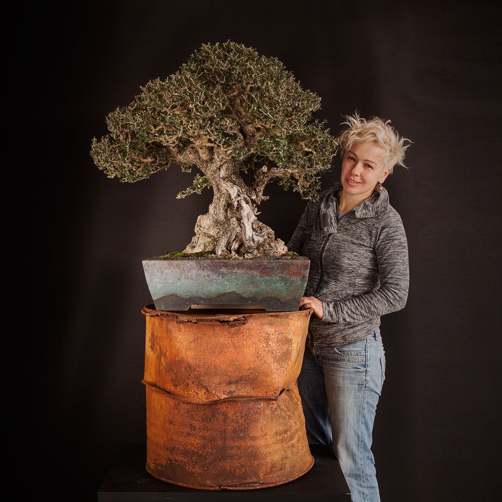 Marija Hajdic :: Olive tree bonsai display | Scrolller