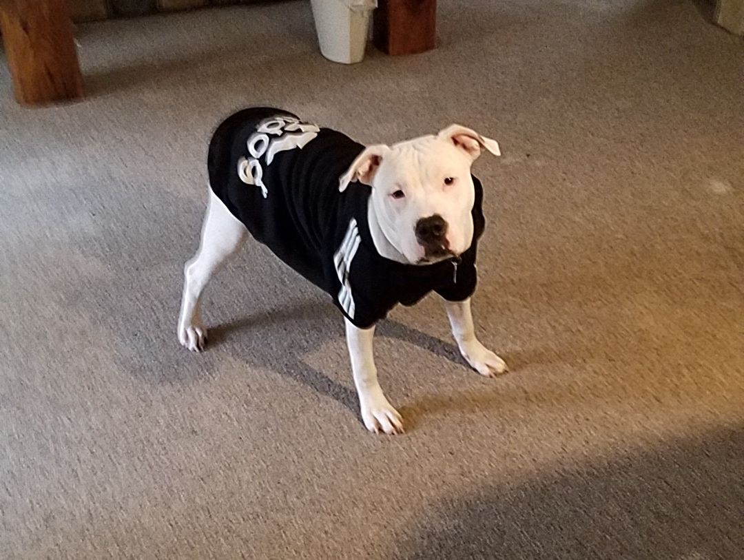 Marshmallow | Scrolller