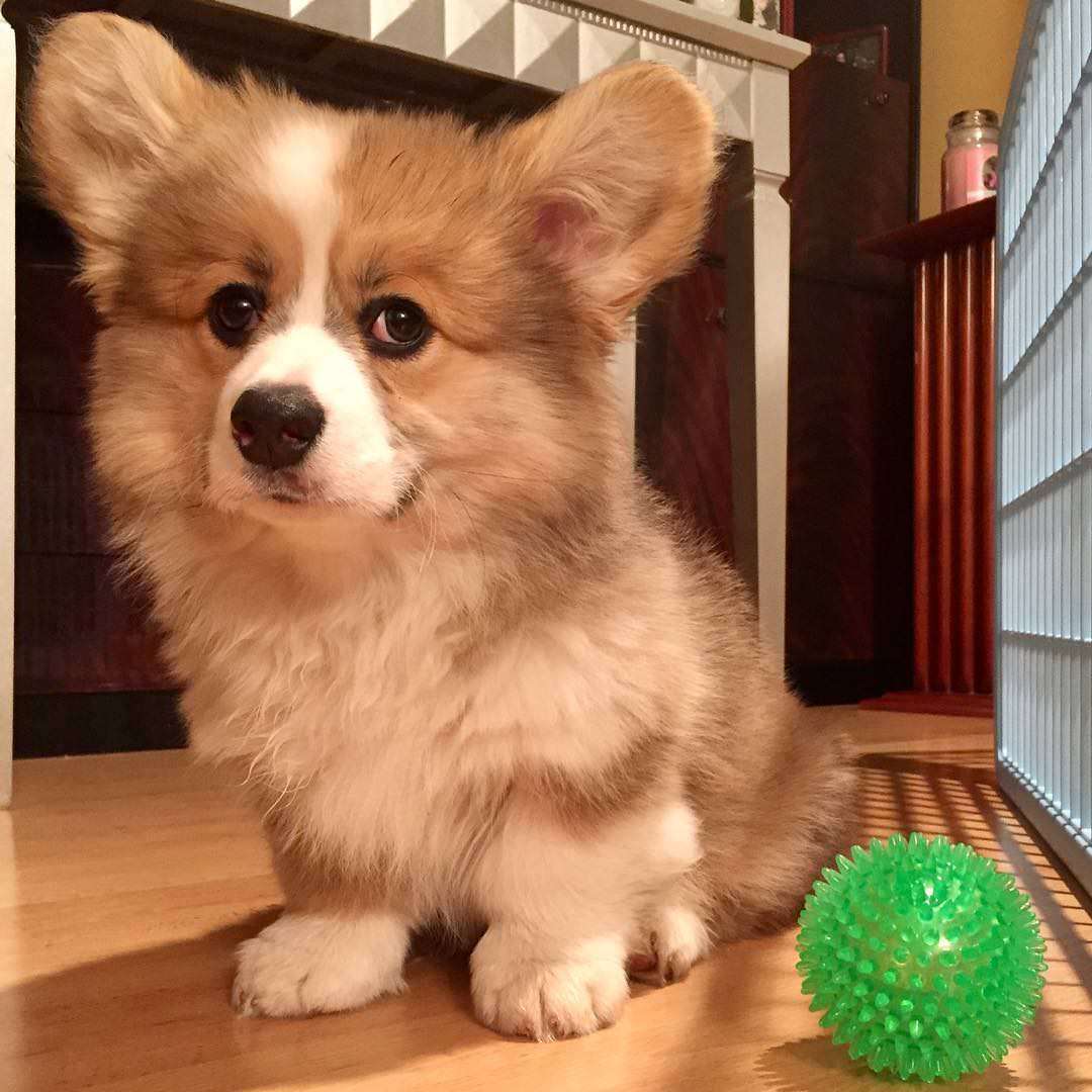 Mason is the fluffiest little pup | Scrolller