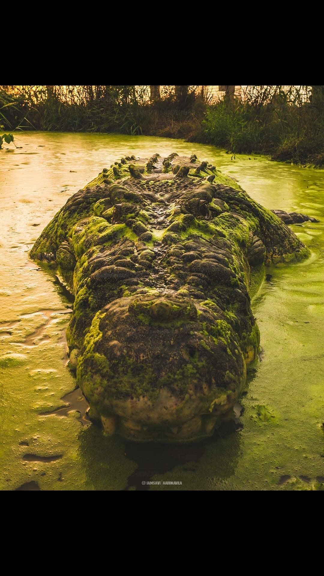 Discover more like Animal: Massive crocodile. and Related Content | Scrolller