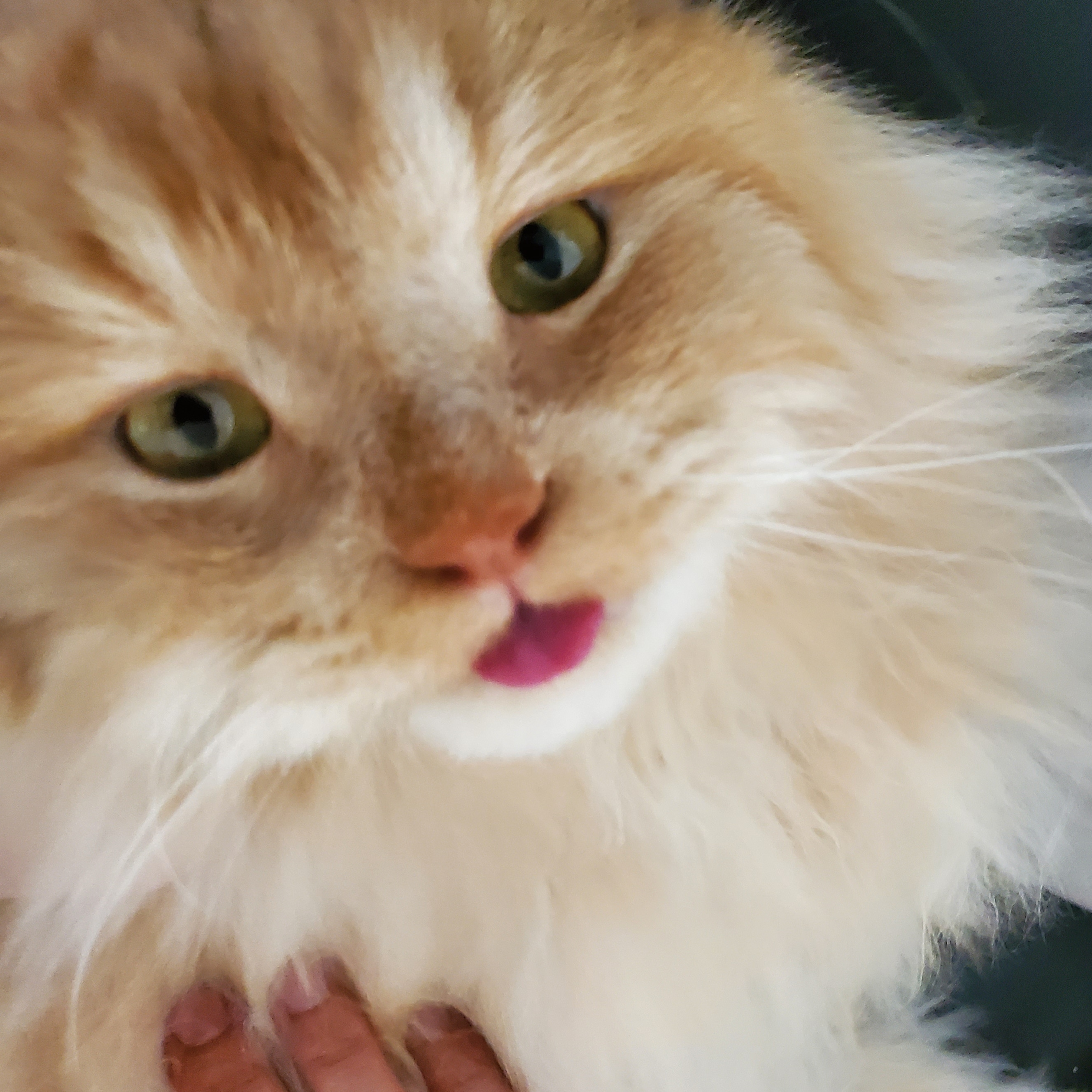 Max blep from marshmello! | Scrolller